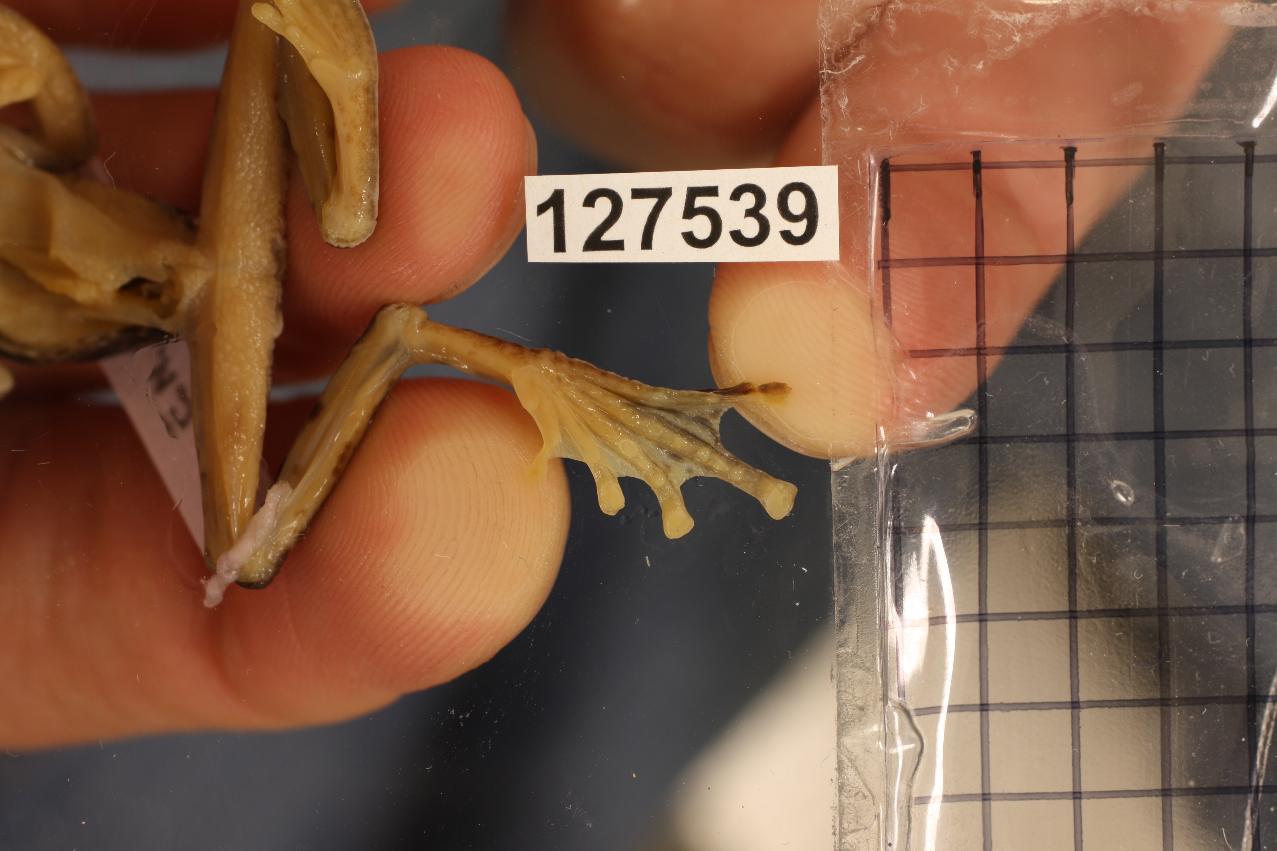 FMNH 127539 | Zoological Collections