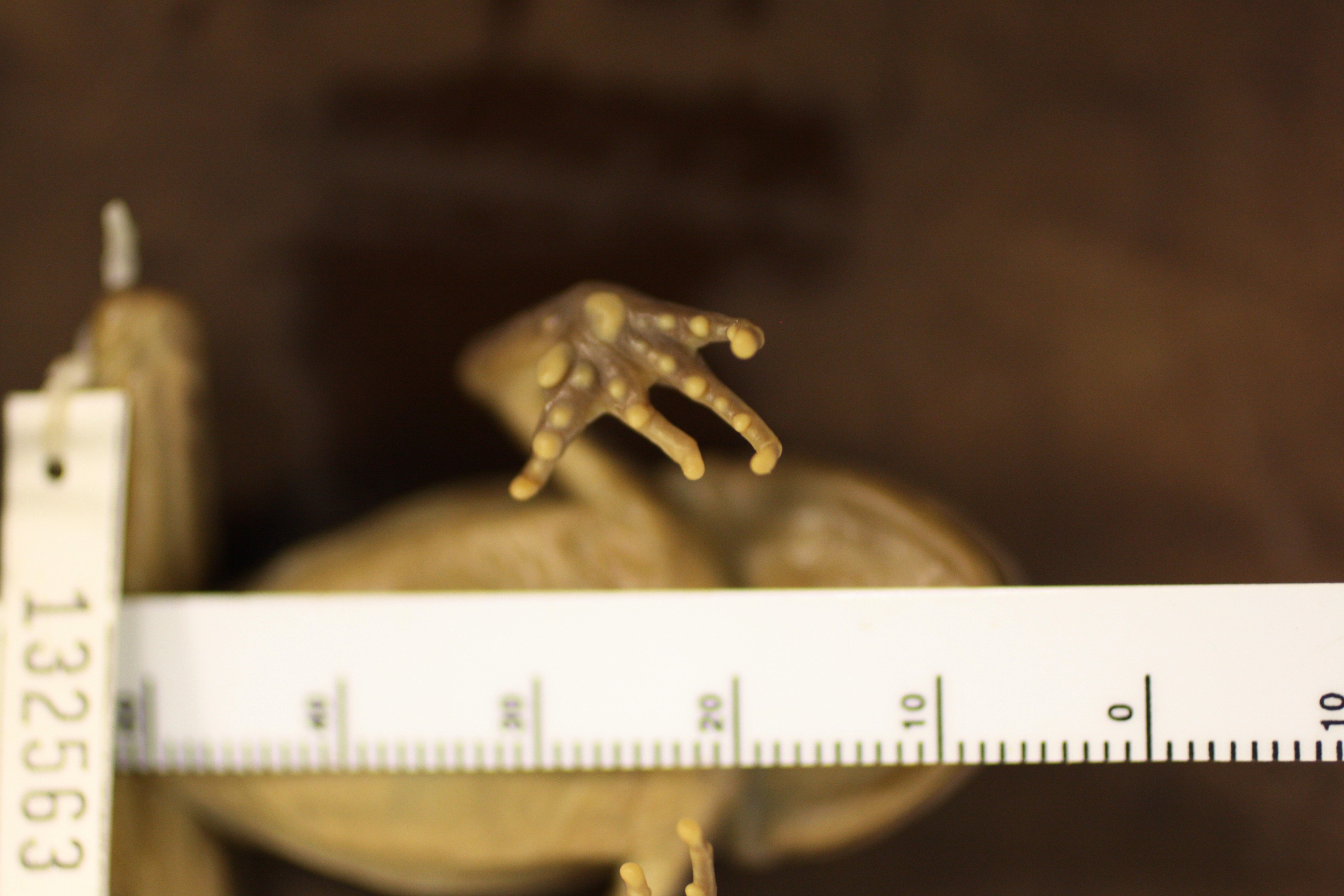 FMNH 132563 | Zoological Collections