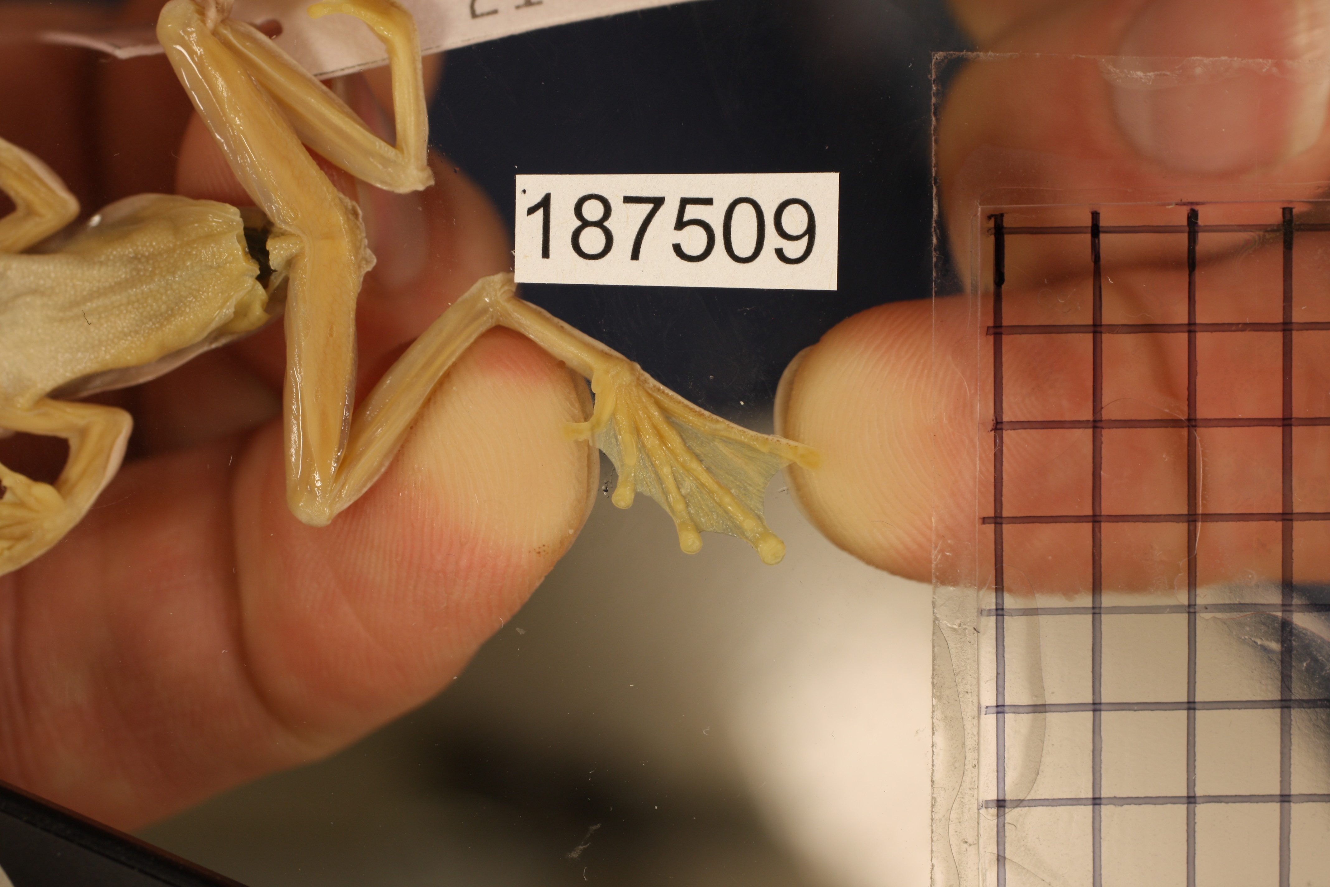 FMNH 187509 | Zoological Collections