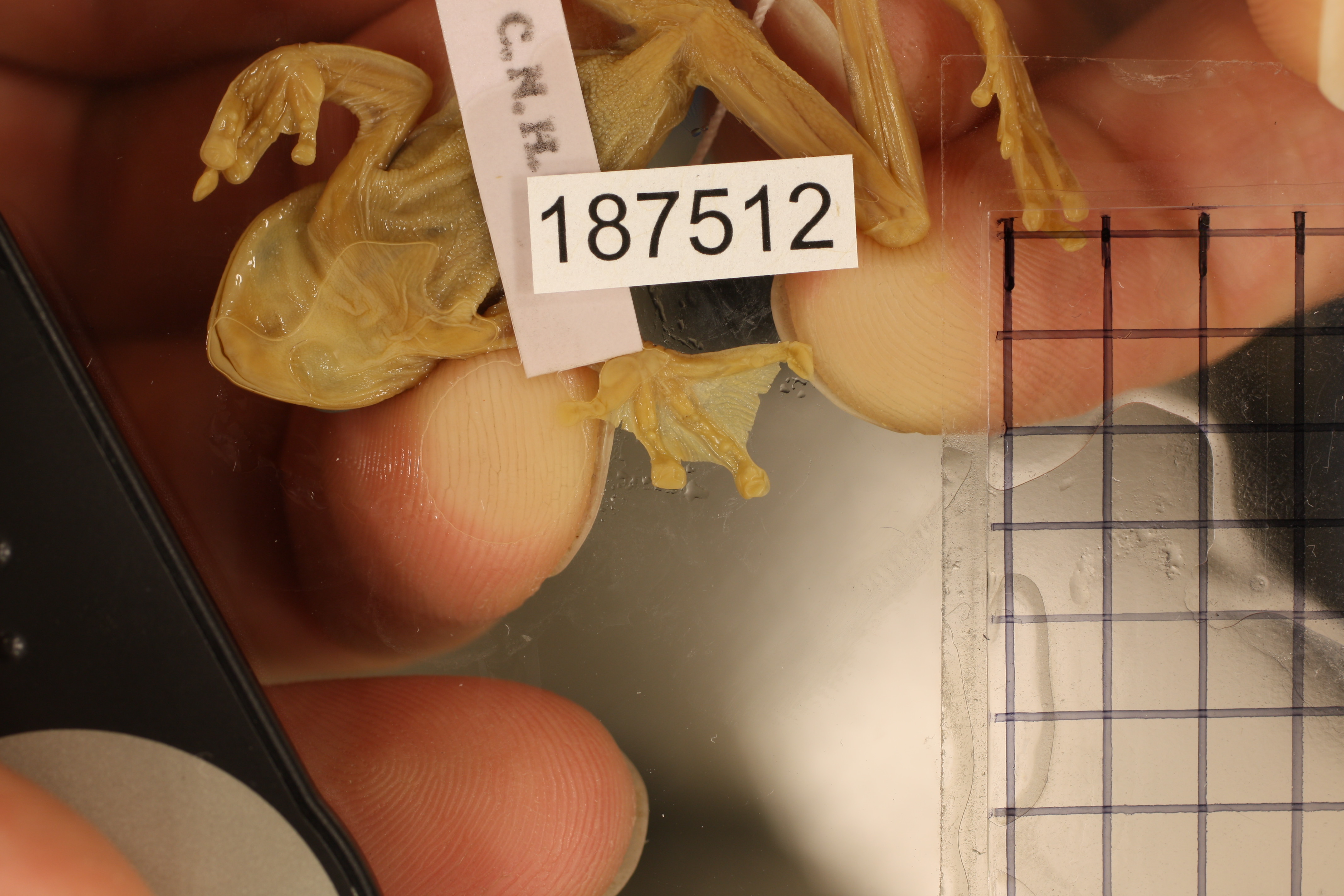 FMNH 187512 | Zoological Collections