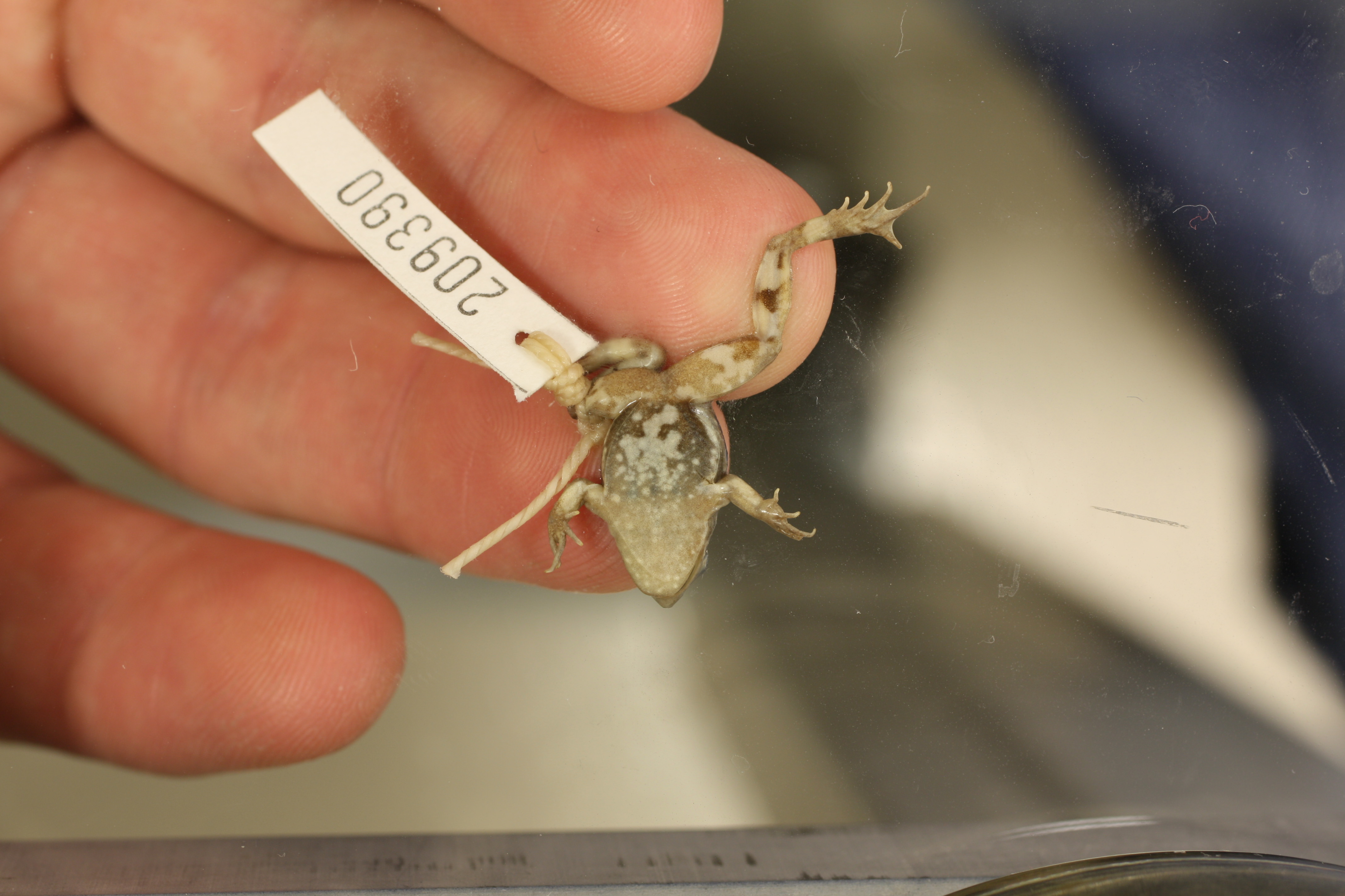 Rhinoderma rufum (Philippi, 1902)