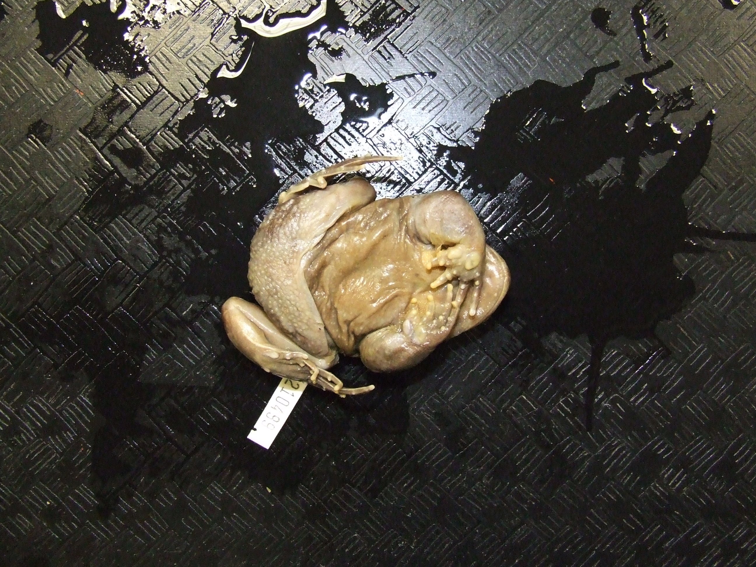 FMNH 210499 | Zoological Collections