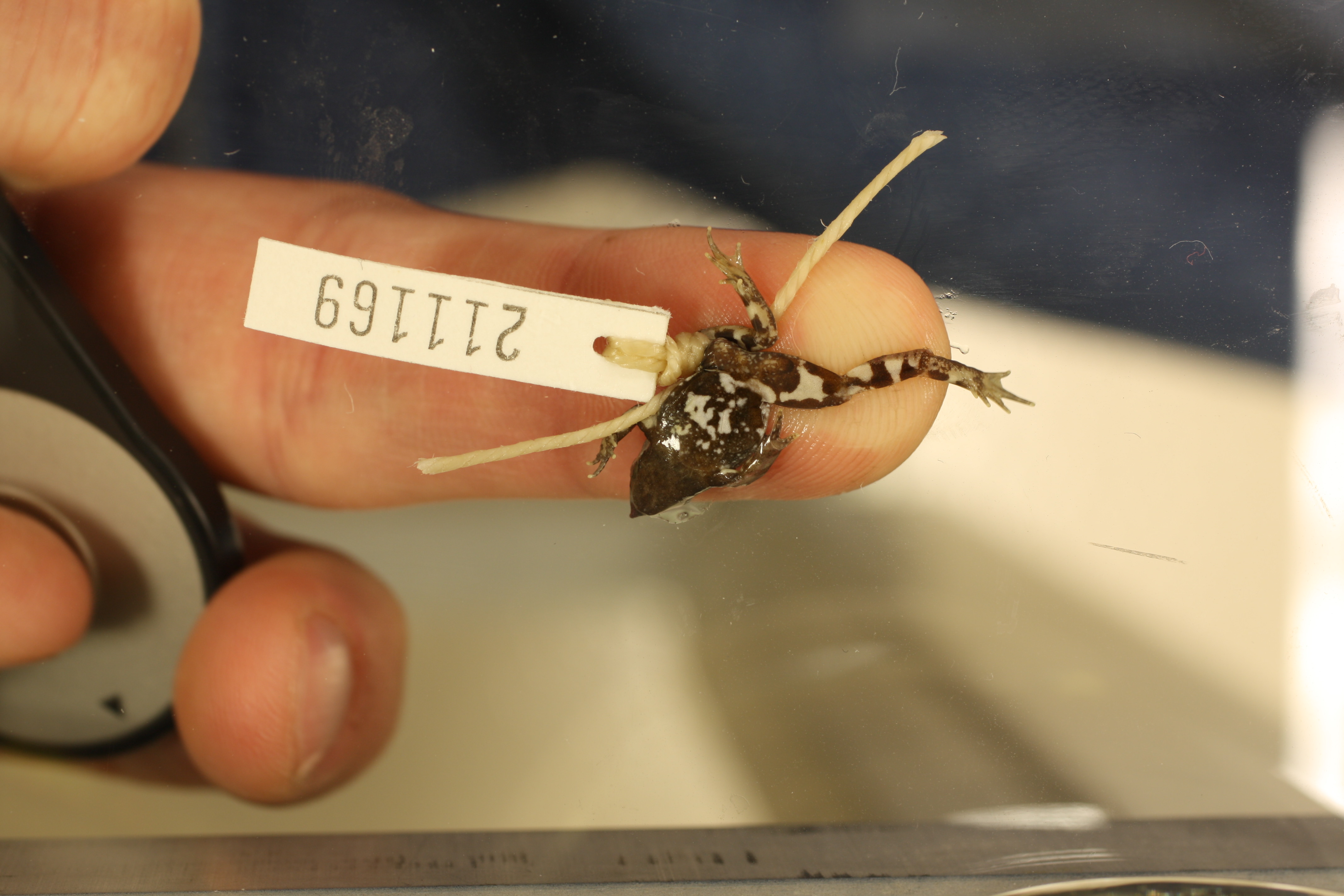 Rhinoderma rufum (Philippi, 1902)