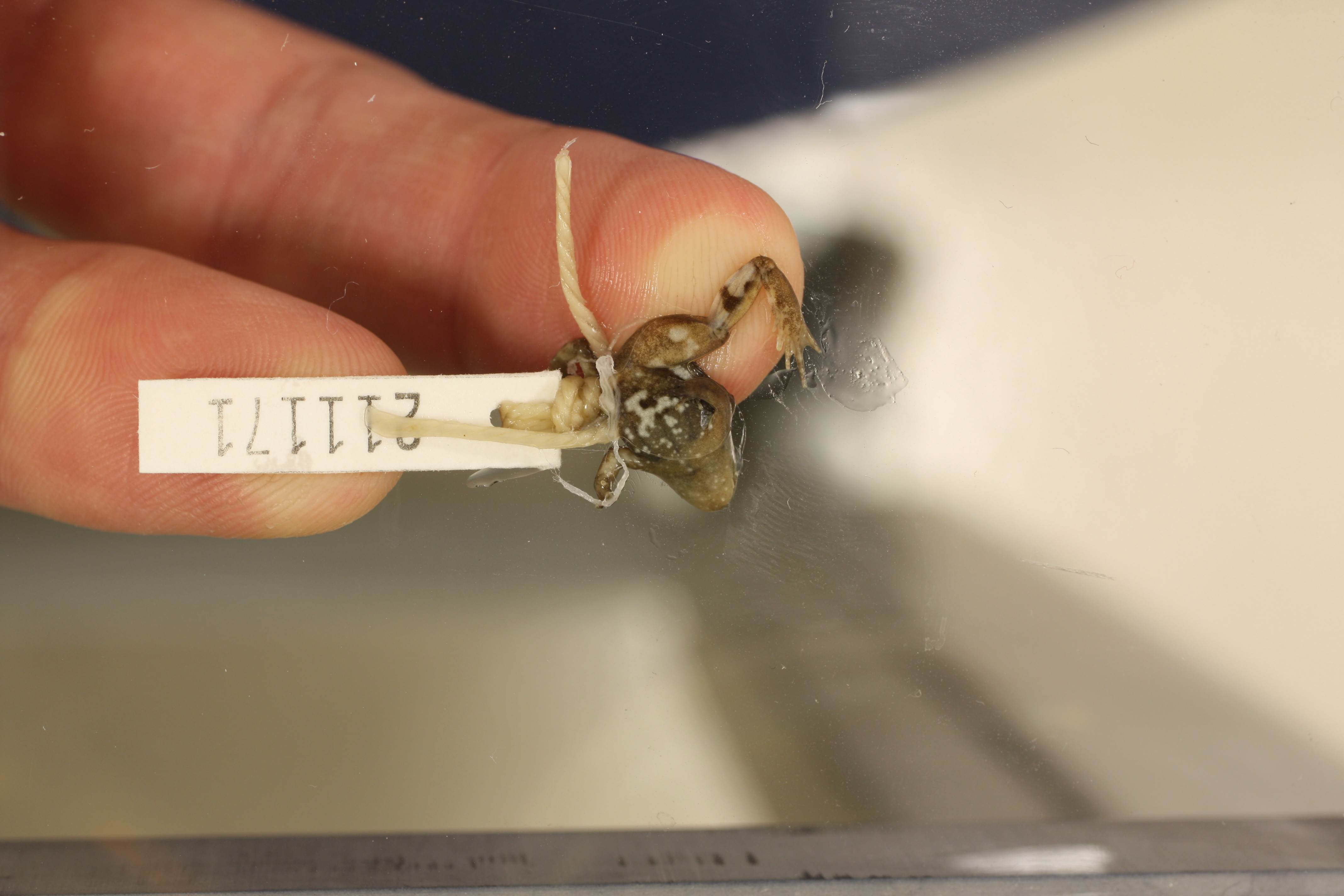 Rhinoderma rufum (Philippi, 1902)