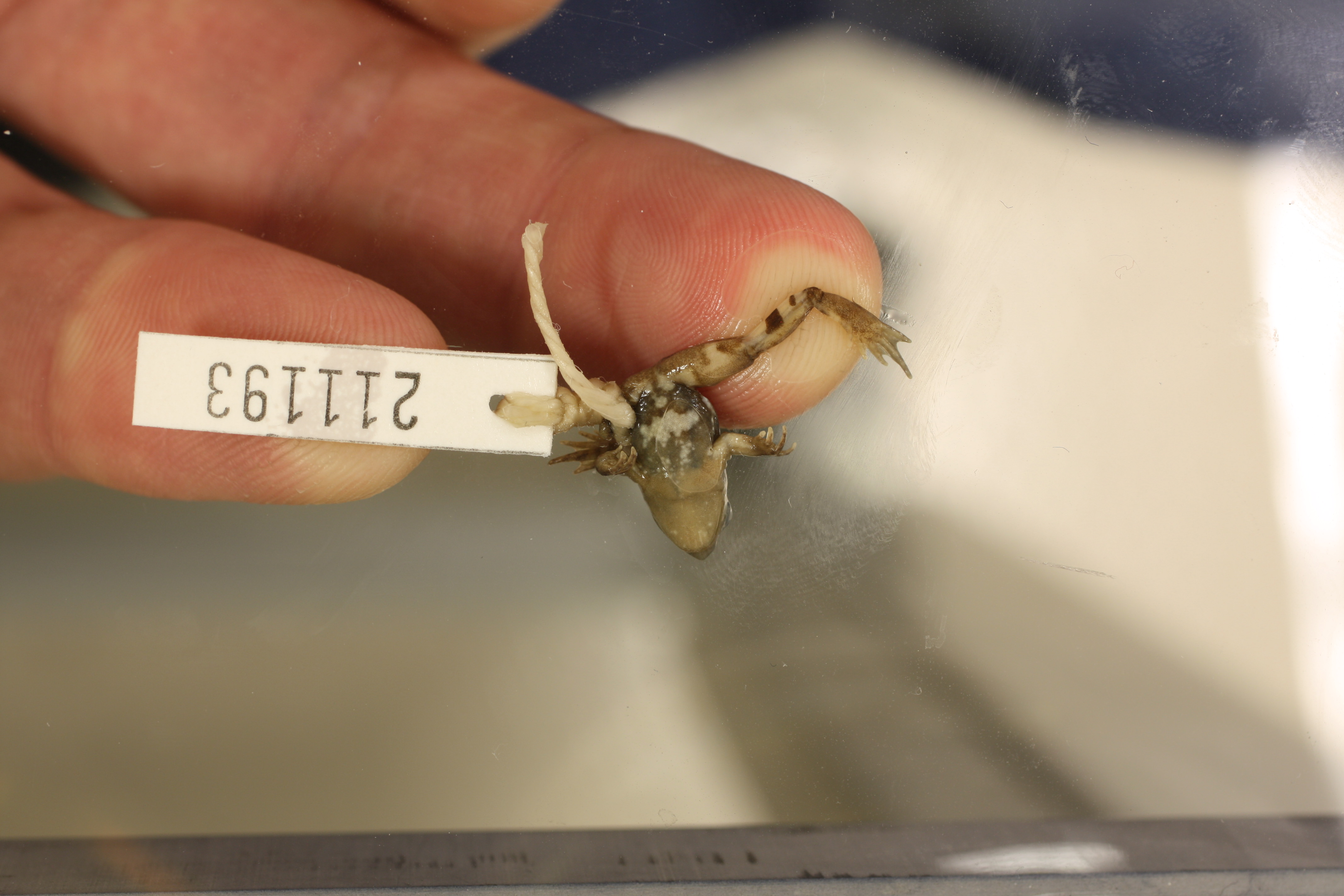 Rhinoderma rufum (Philippi, 1902)