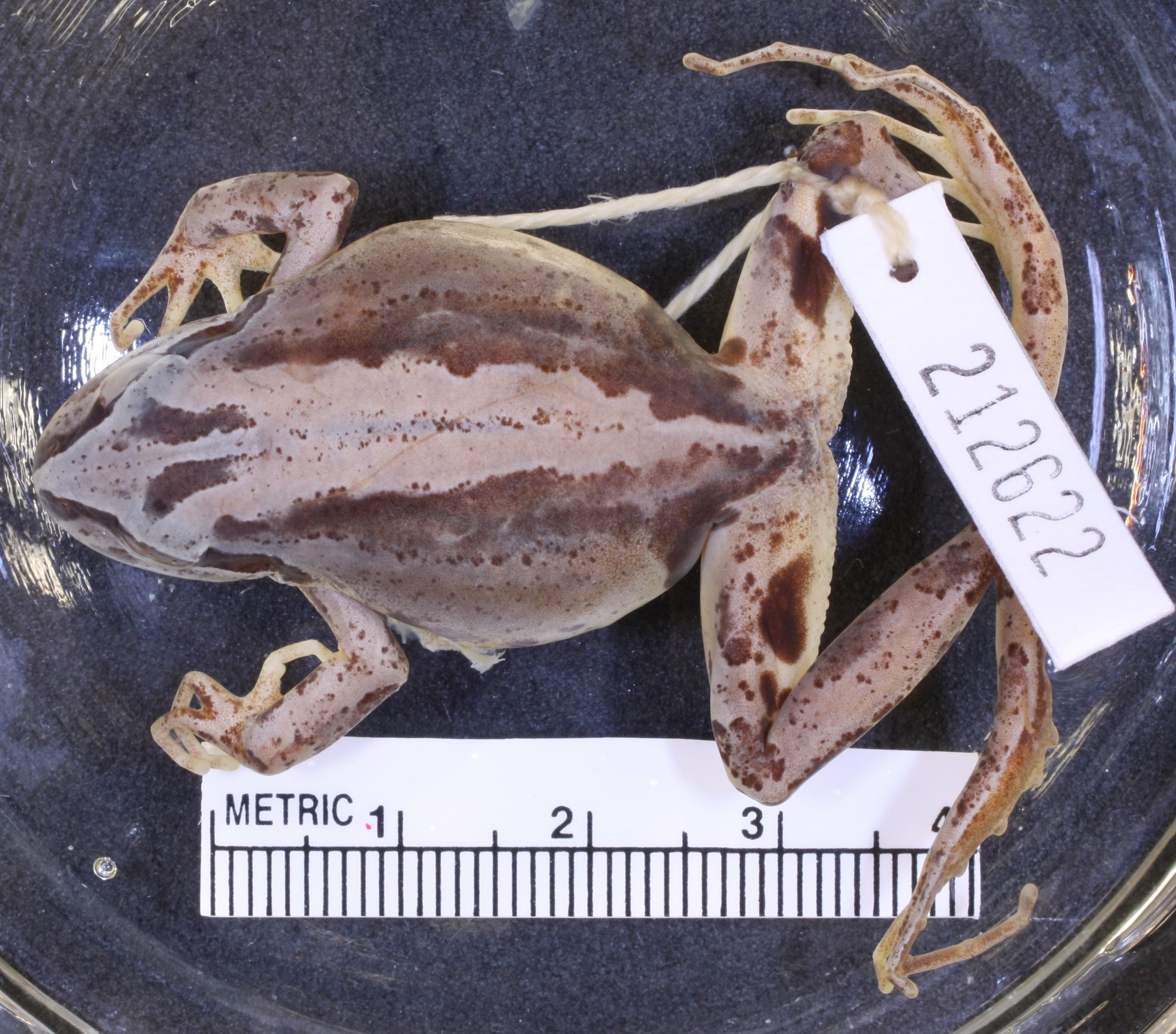 FMNH 212622 | Zoological Collections