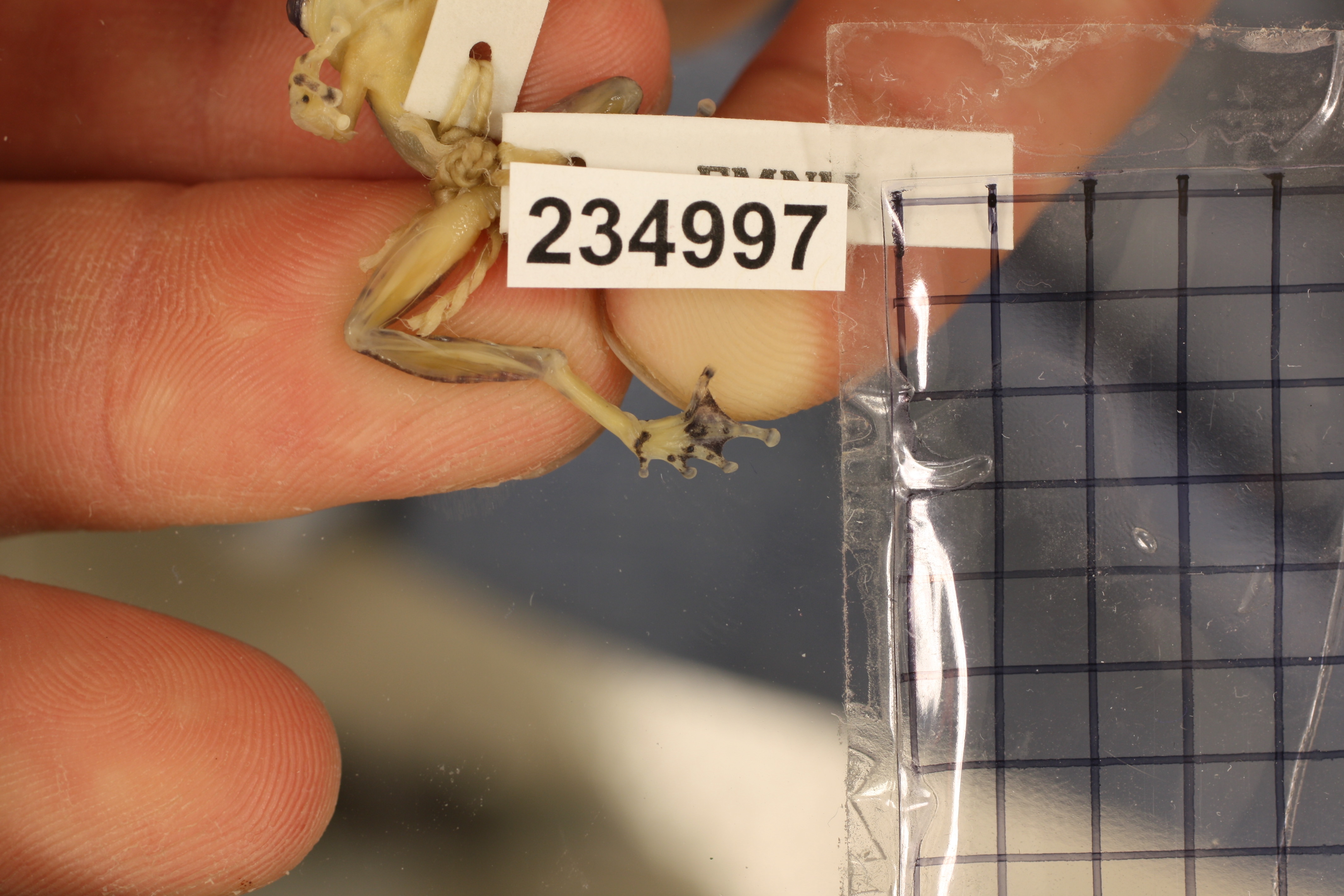 FMNH 234997 | Zoological Collections