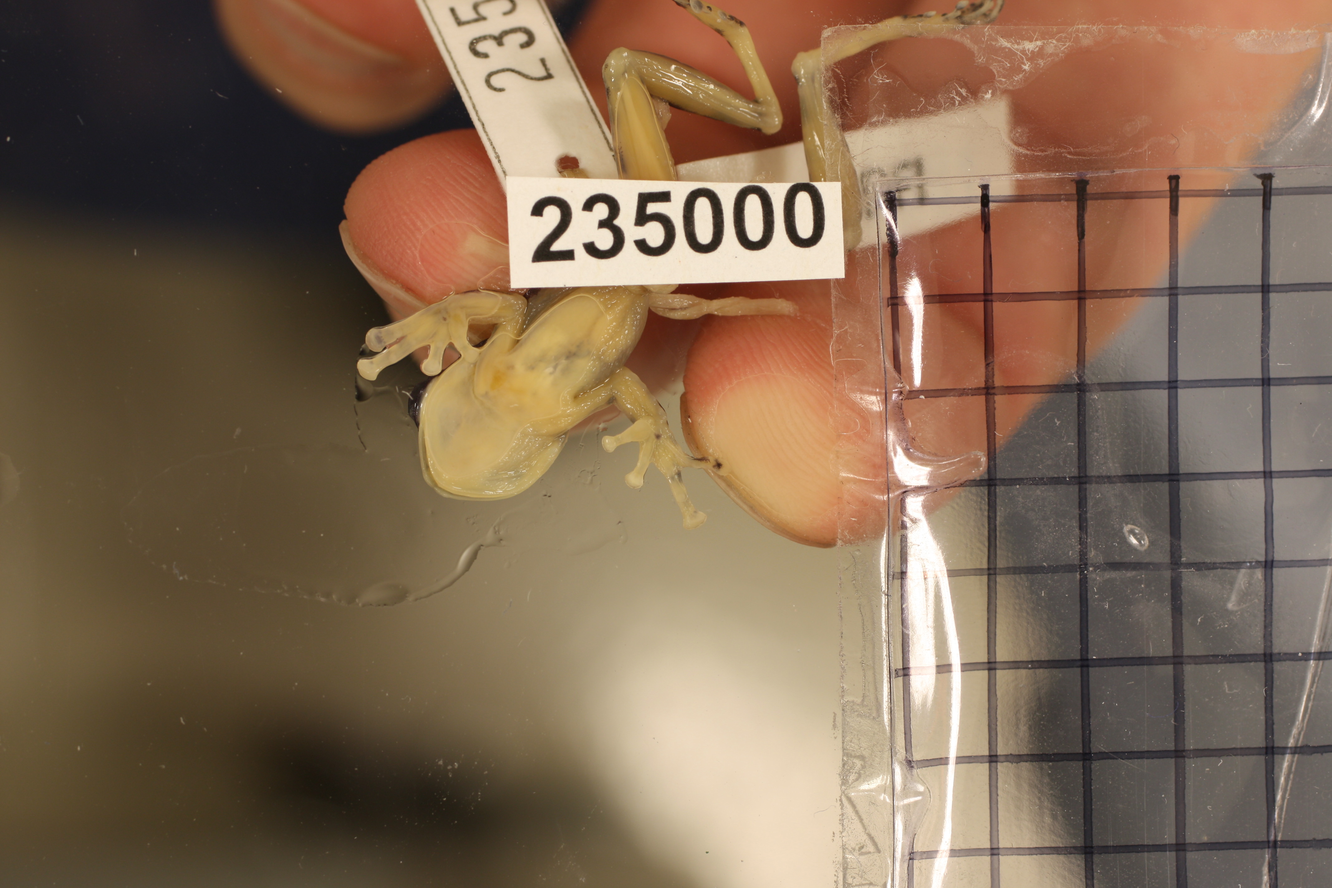 FMNH 235000 | Zoological Collections