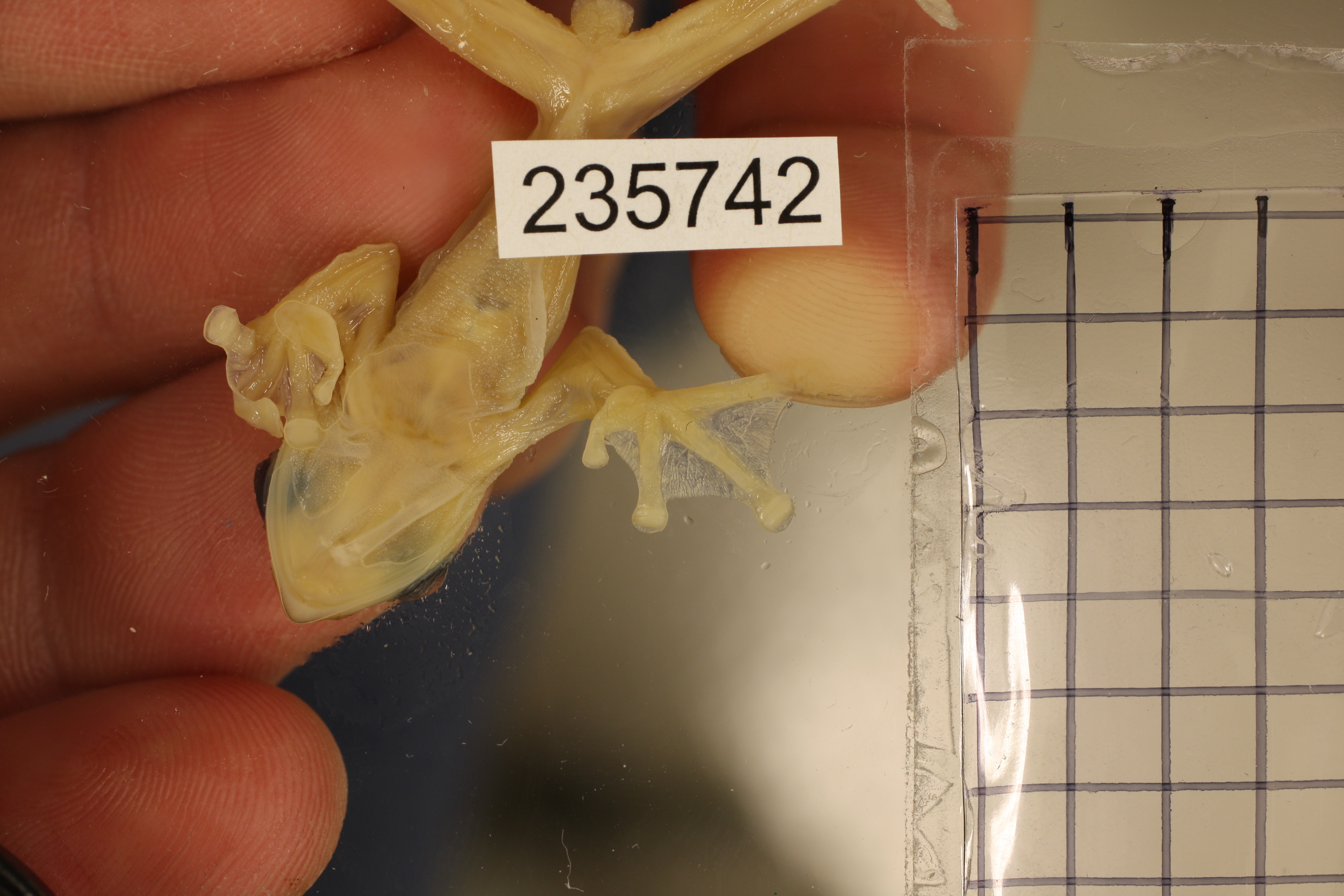 FMNH 235742 | Zoological Collections