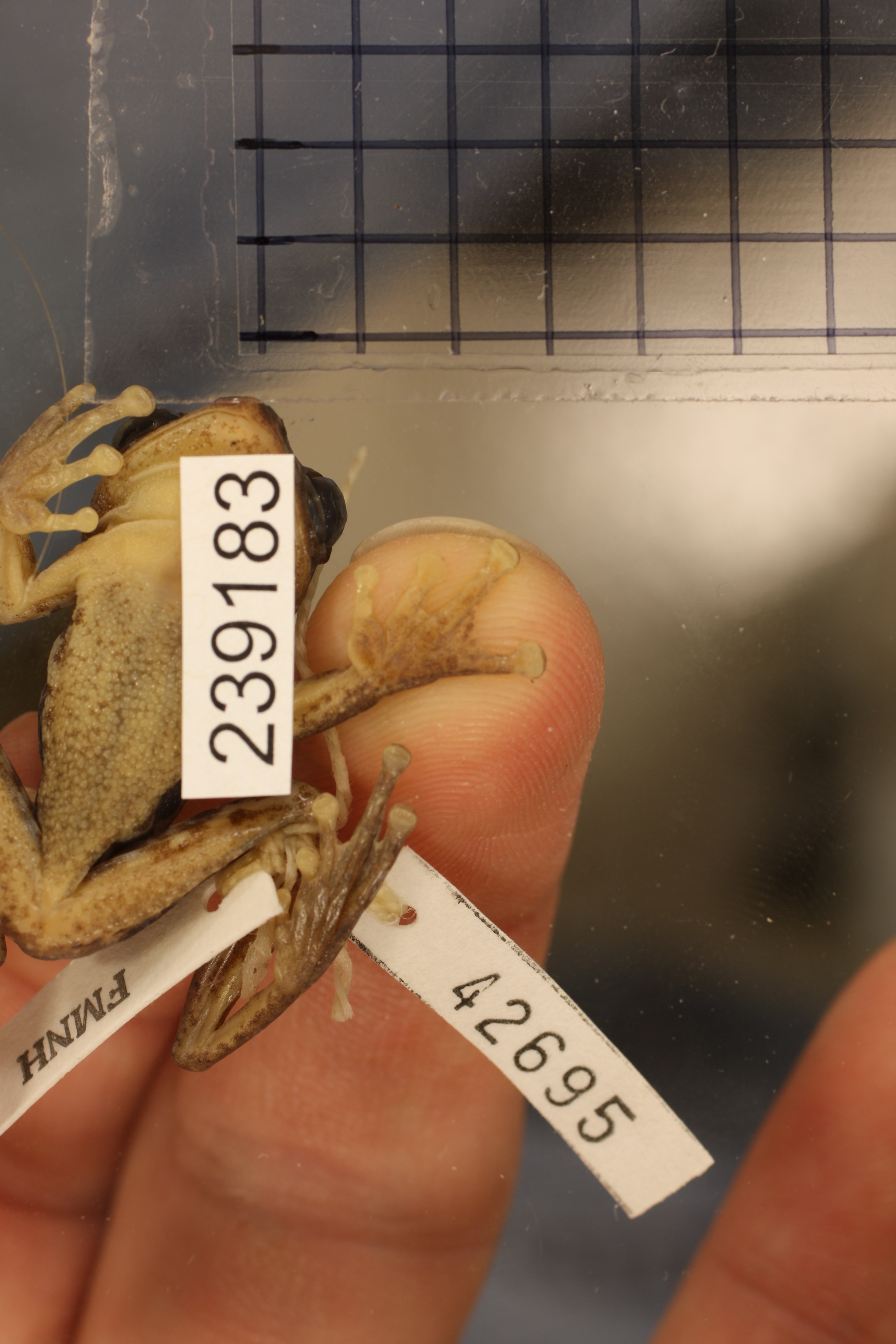 FMNH 239183 | Zoological Collections