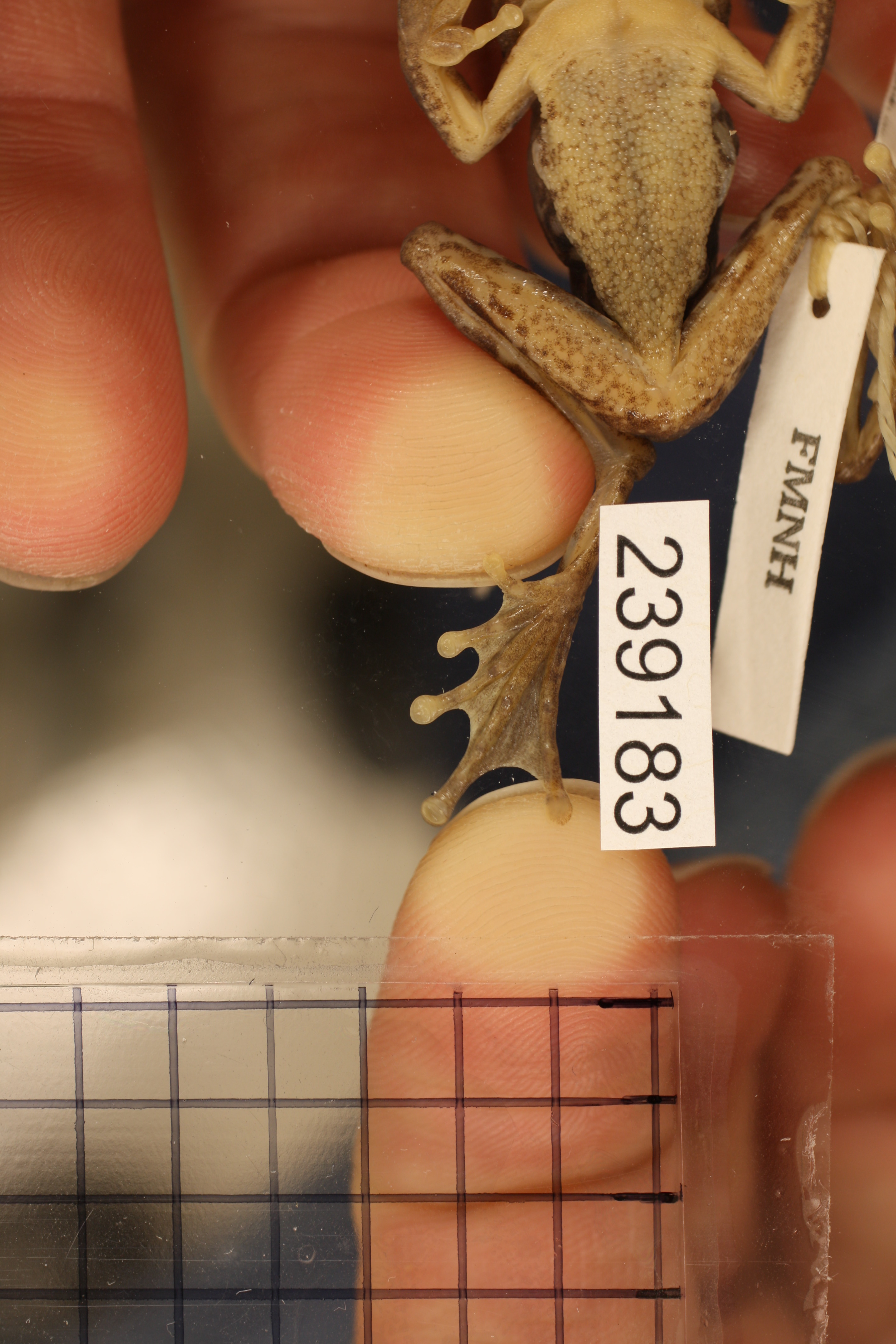 FMNH 239183 | Zoological Collections