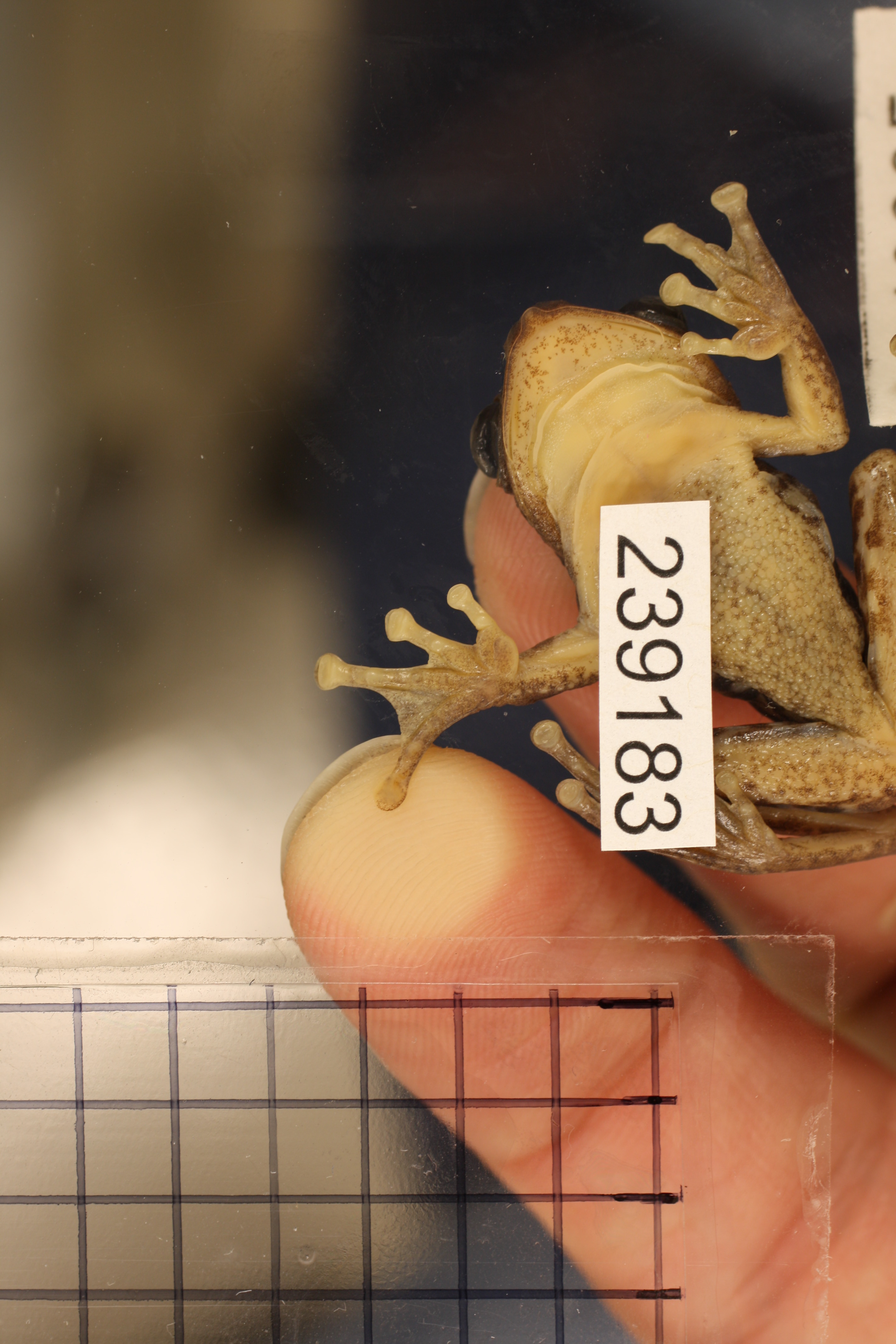 FMNH 239183 | Zoological Collections