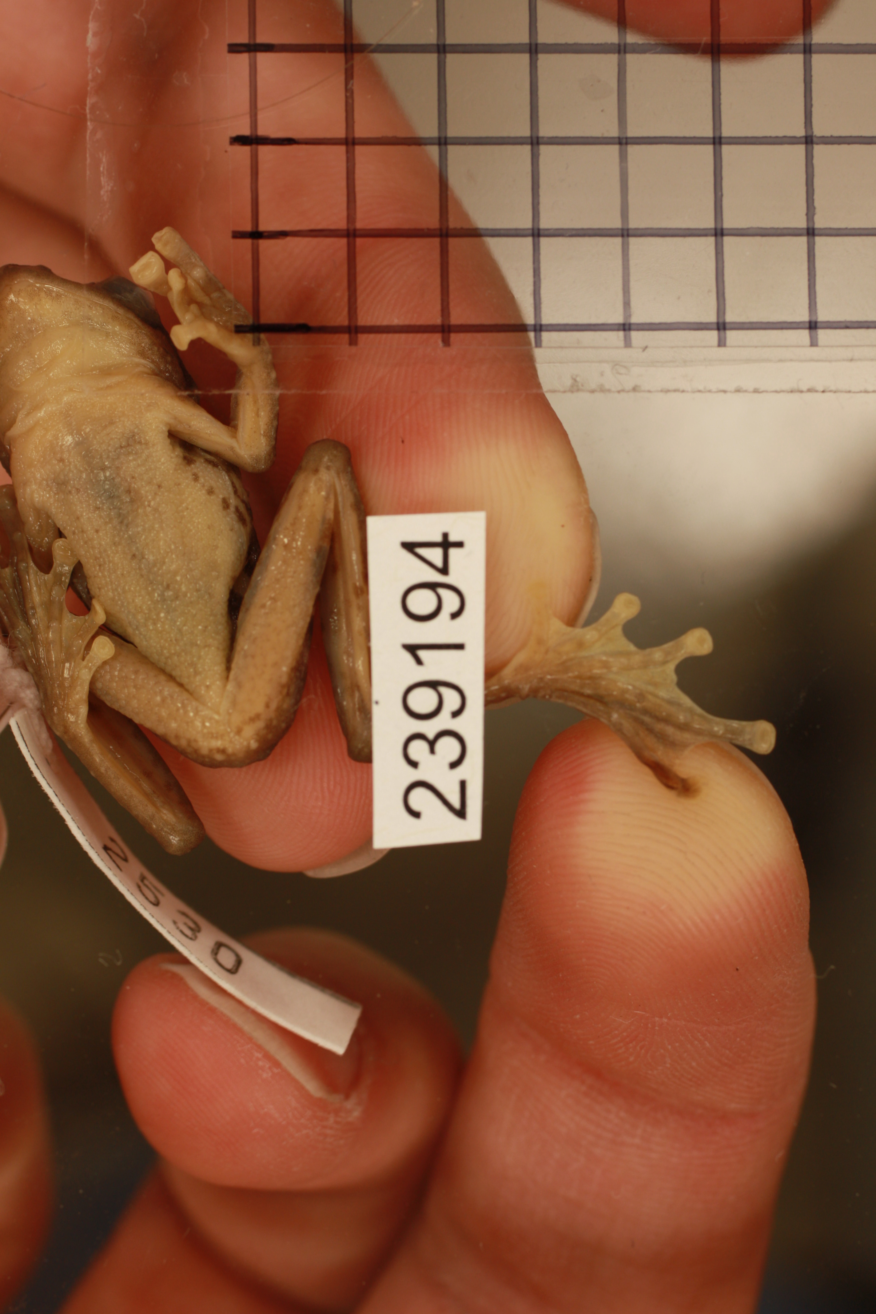 FMNH 239194 | Zoological Collections