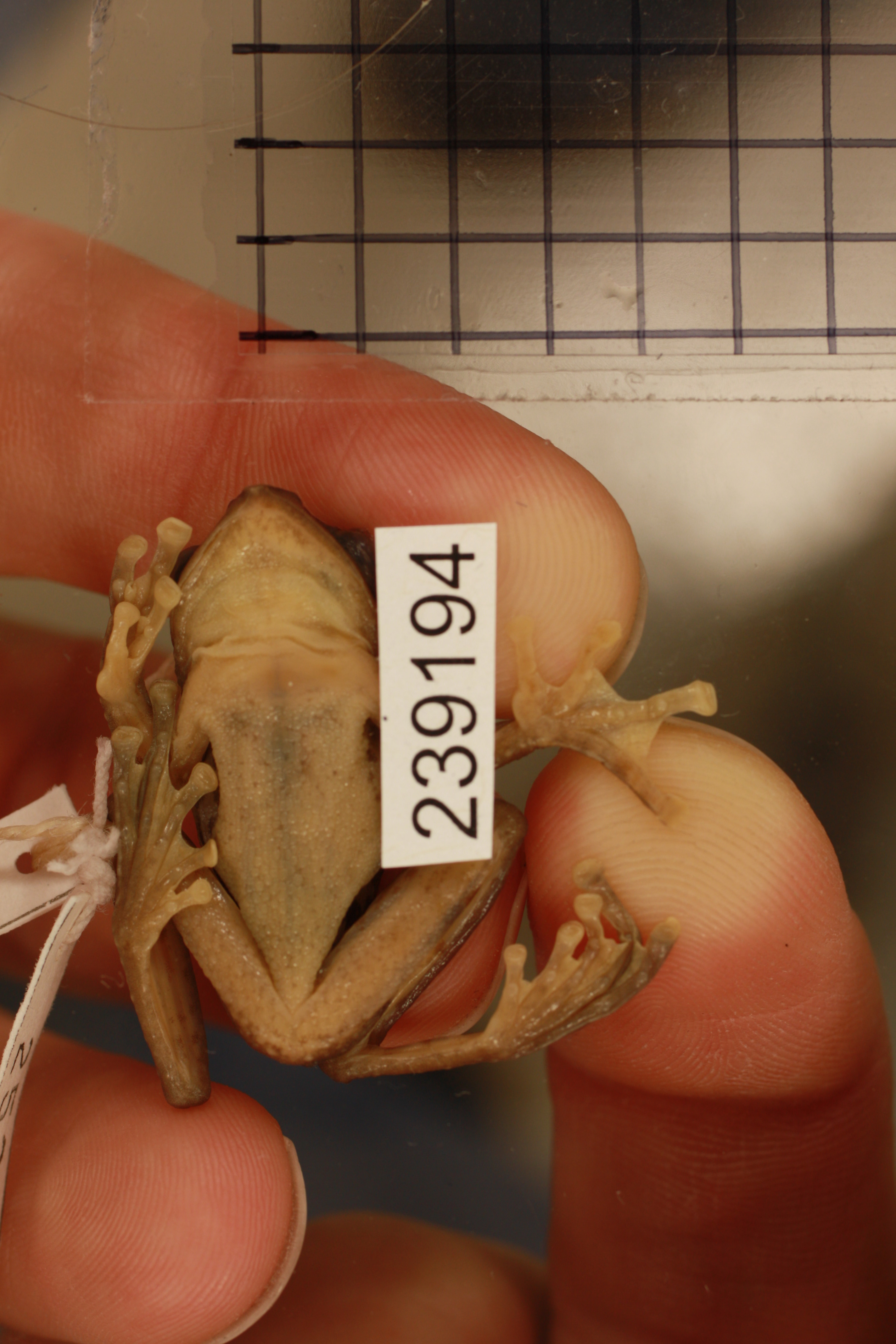 FMNH 239194 | Zoological Collections