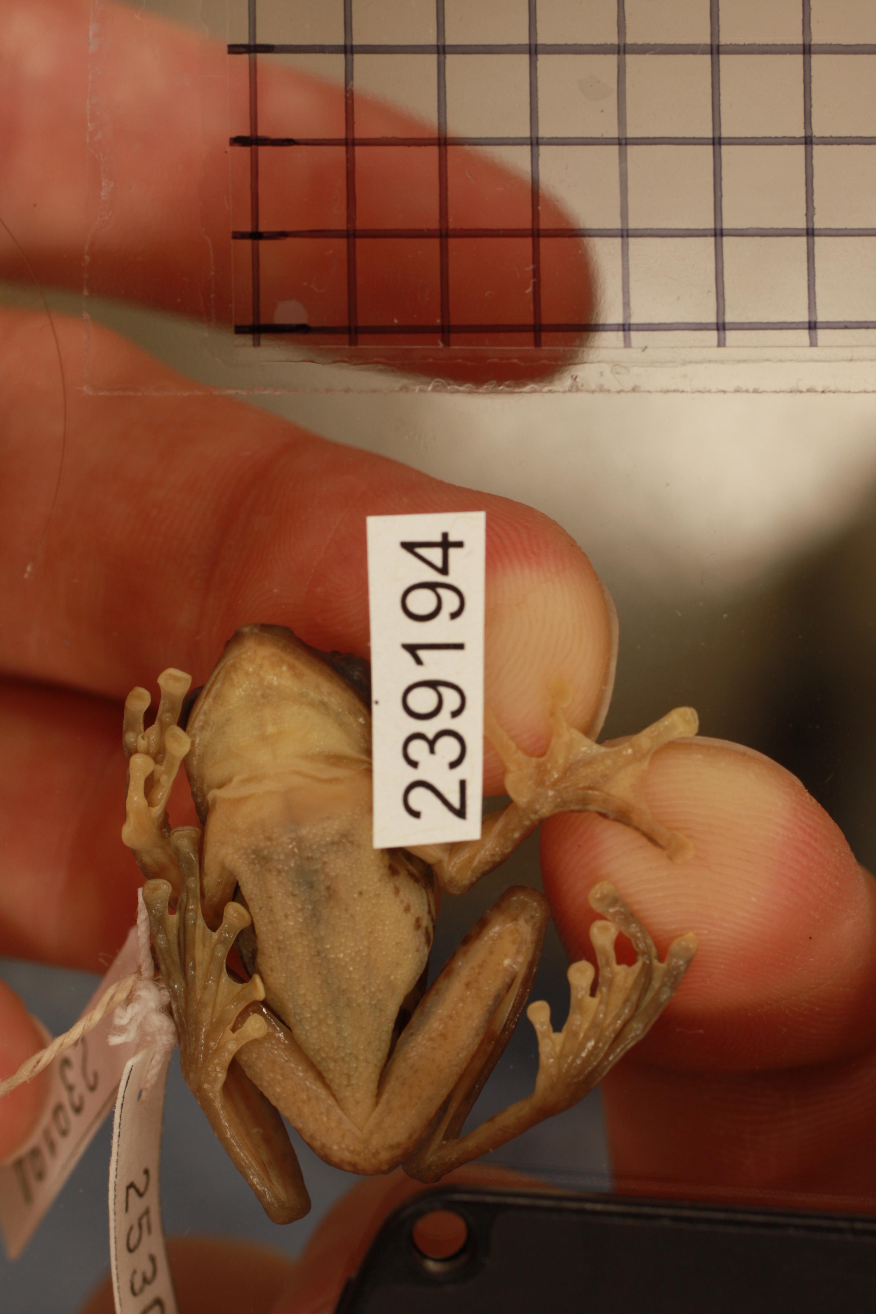 FMNH 239194 | Zoological Collections