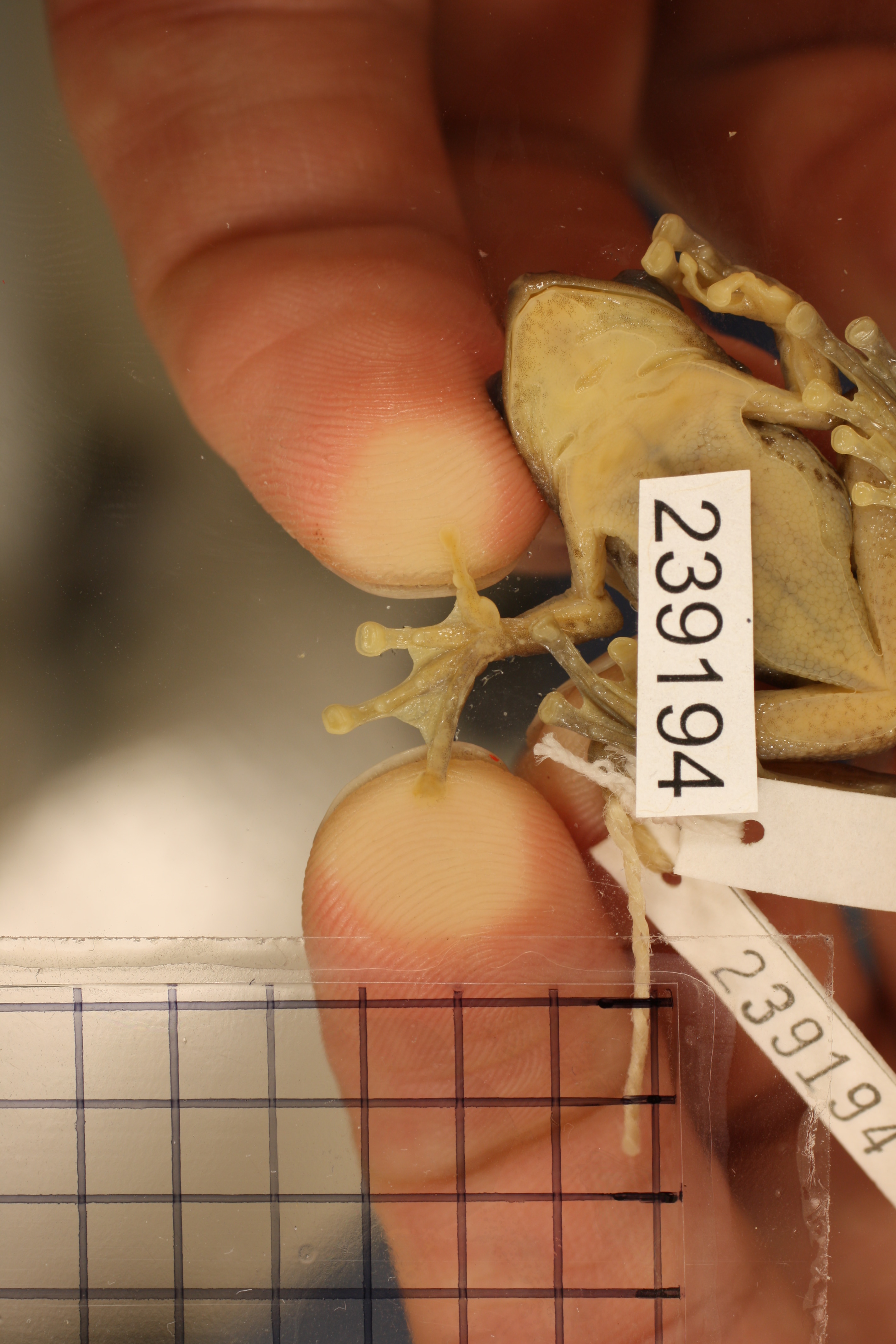 FMNH 239194 | Zoological Collections