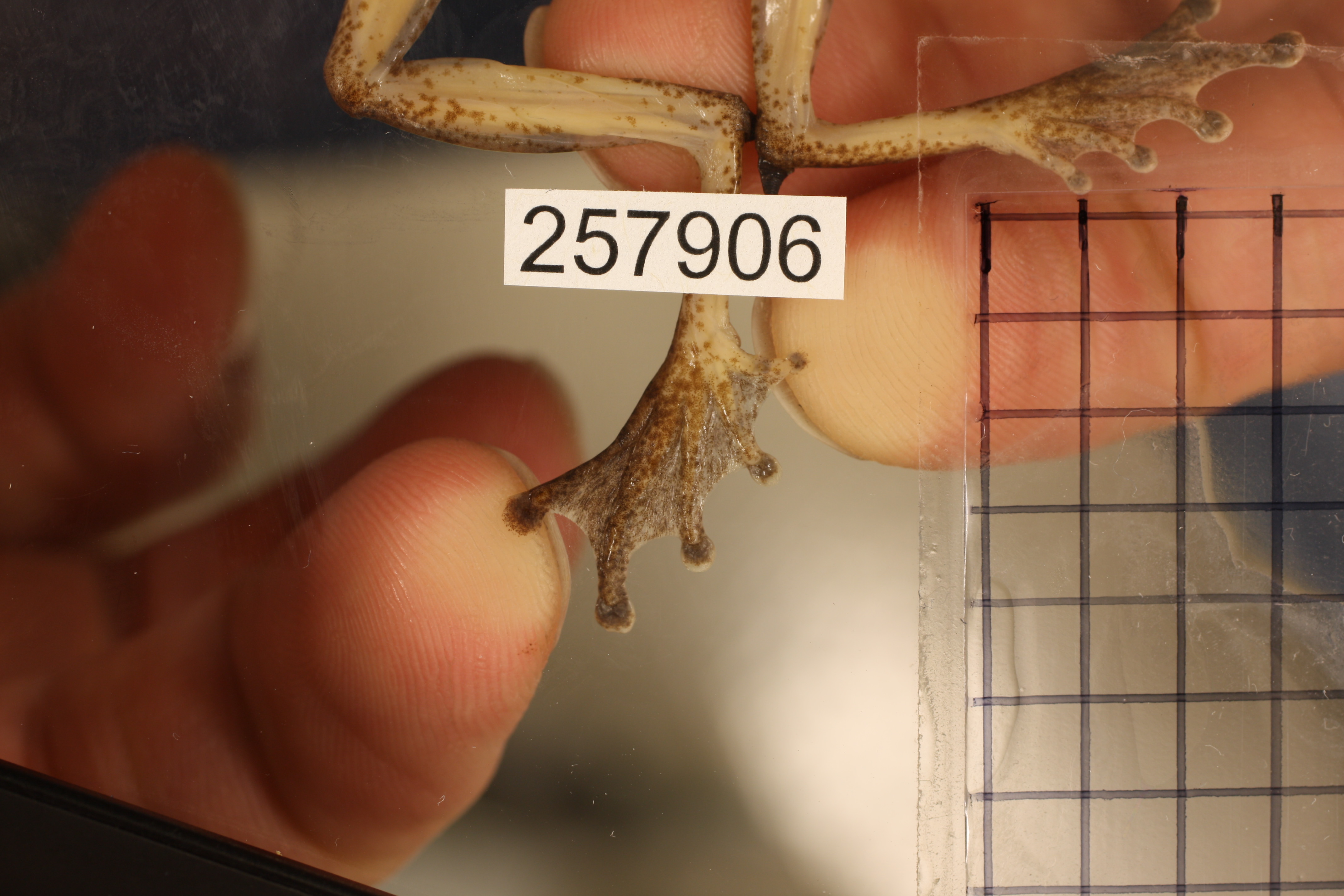 FMNH 257906 | Zoological Collections