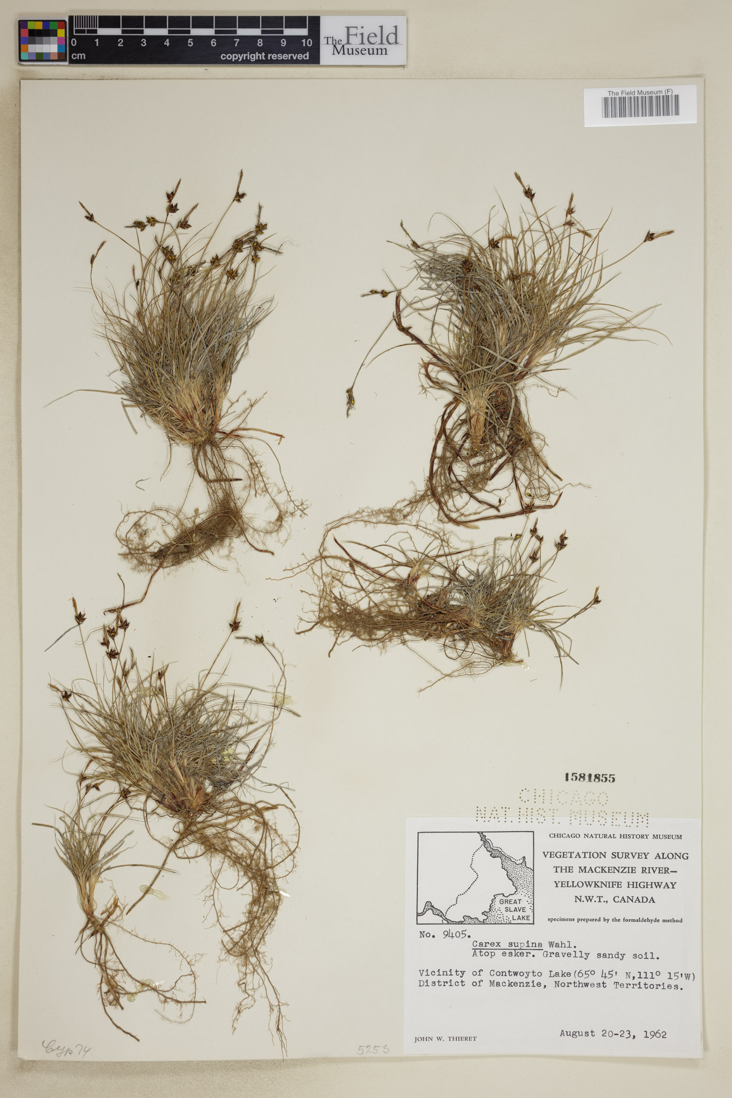 SEINet Portal Network - Carex supina