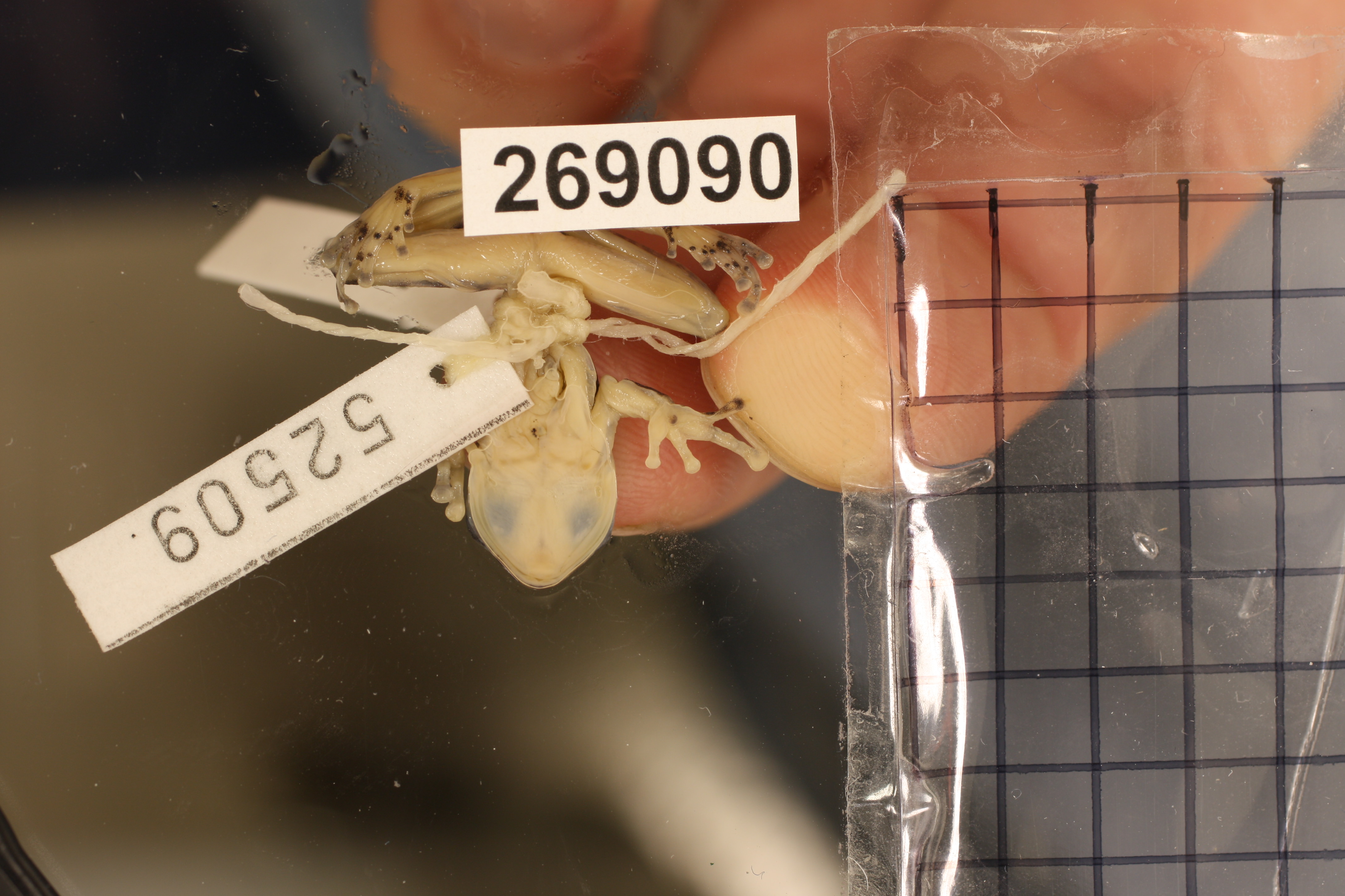 FMNH 269090 | Zoological Collections