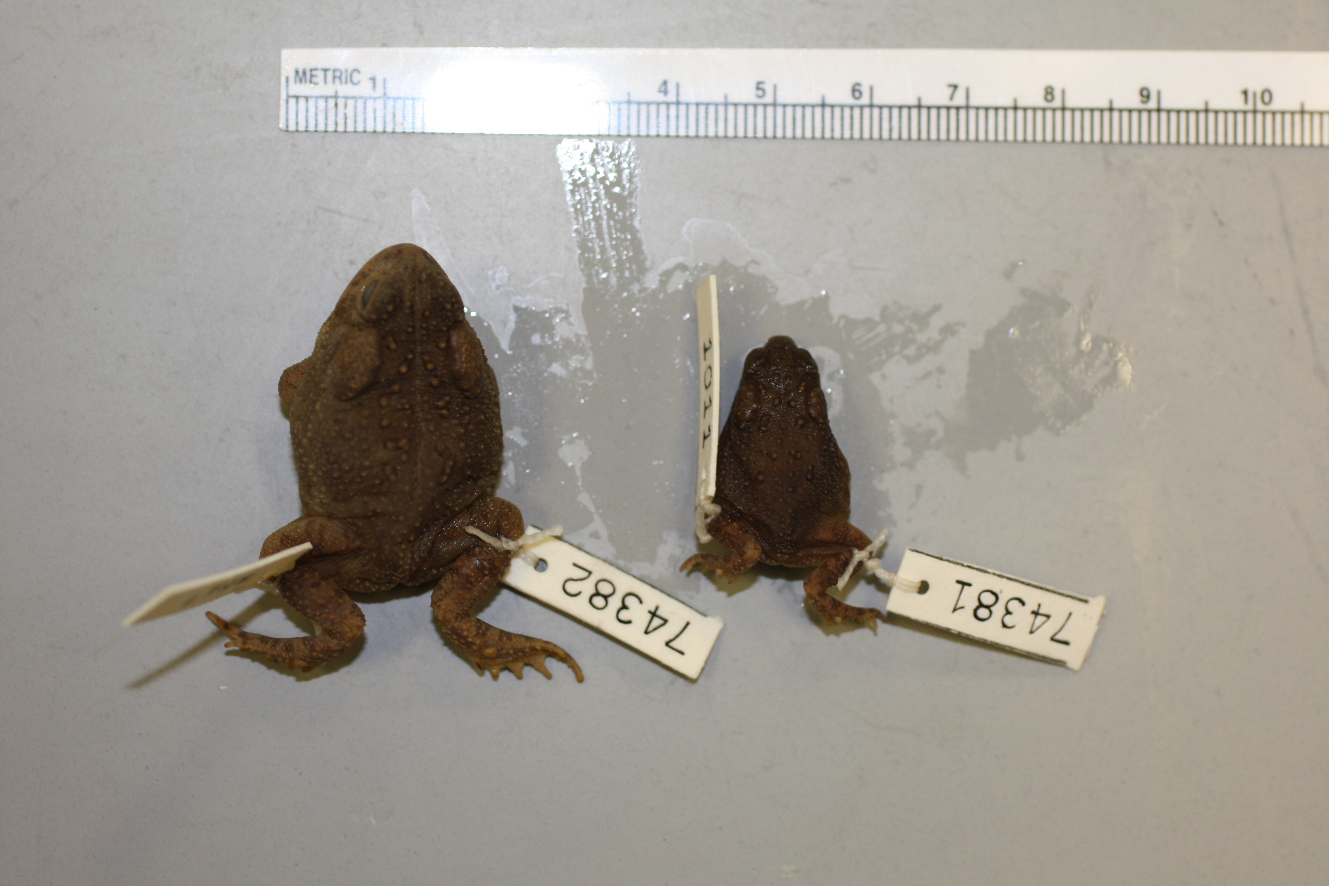 FMNH 74381 | Zoological Collections