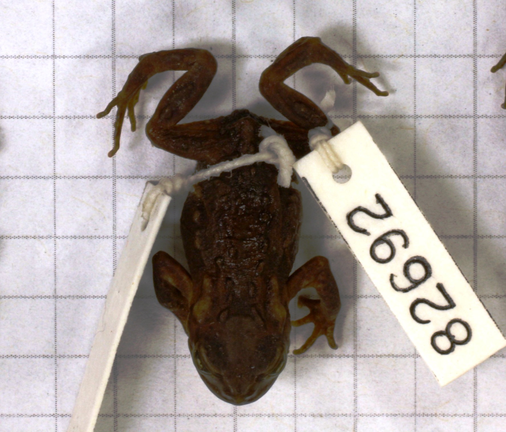 FMNH 82692 | Zoological Collections