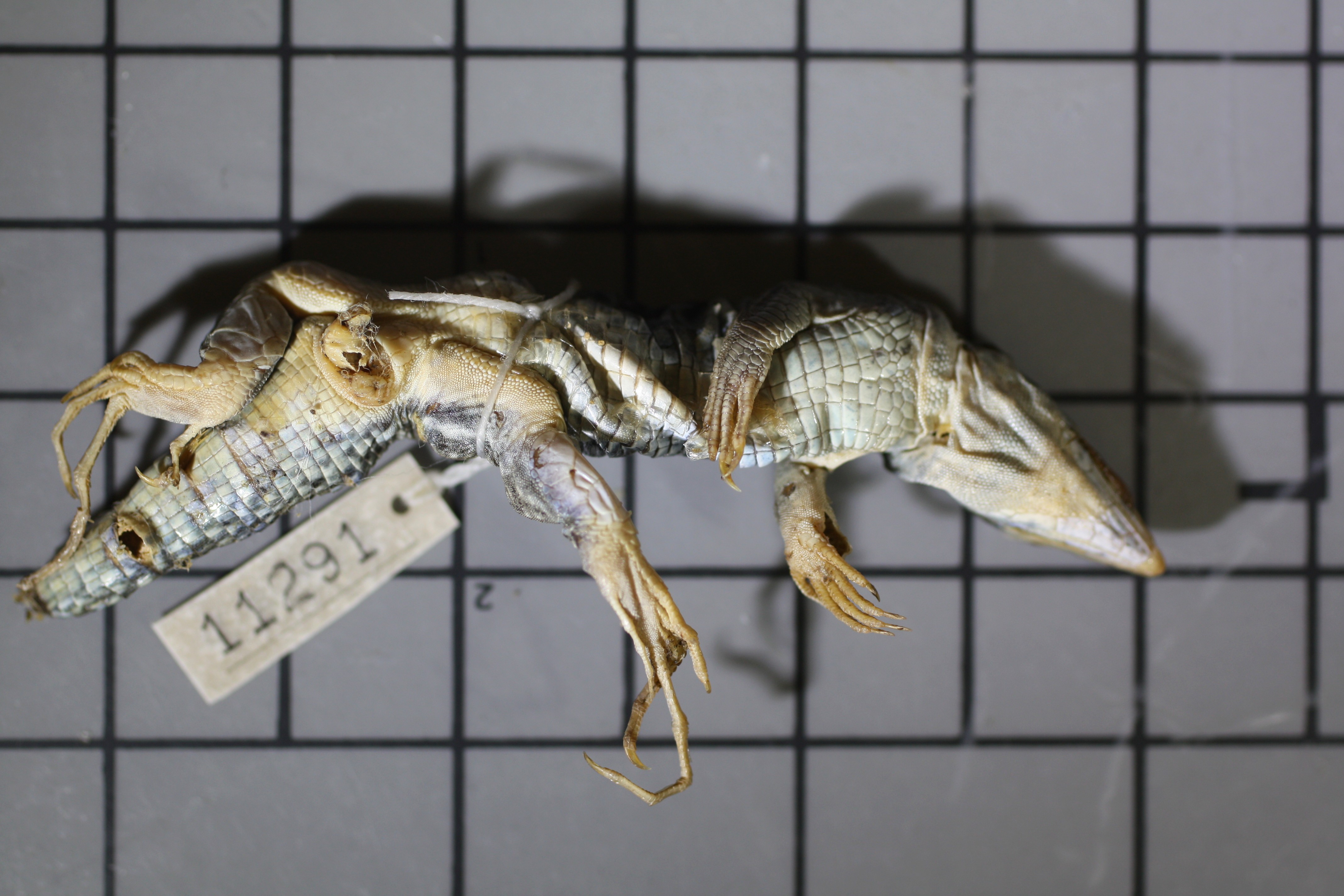 FMNH 11291 | Zoological Collections