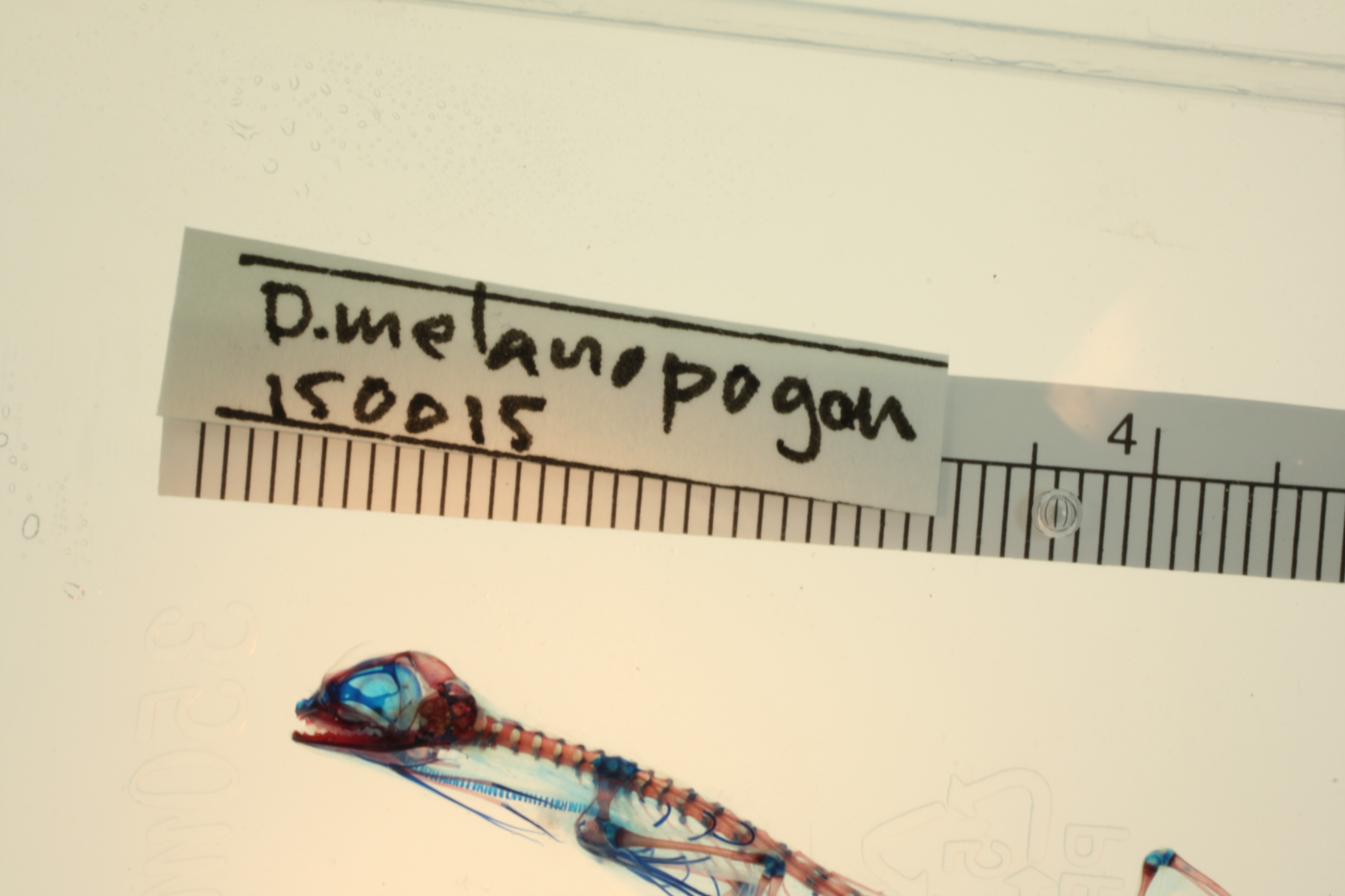 FMNH 150015 | Zoological Collections