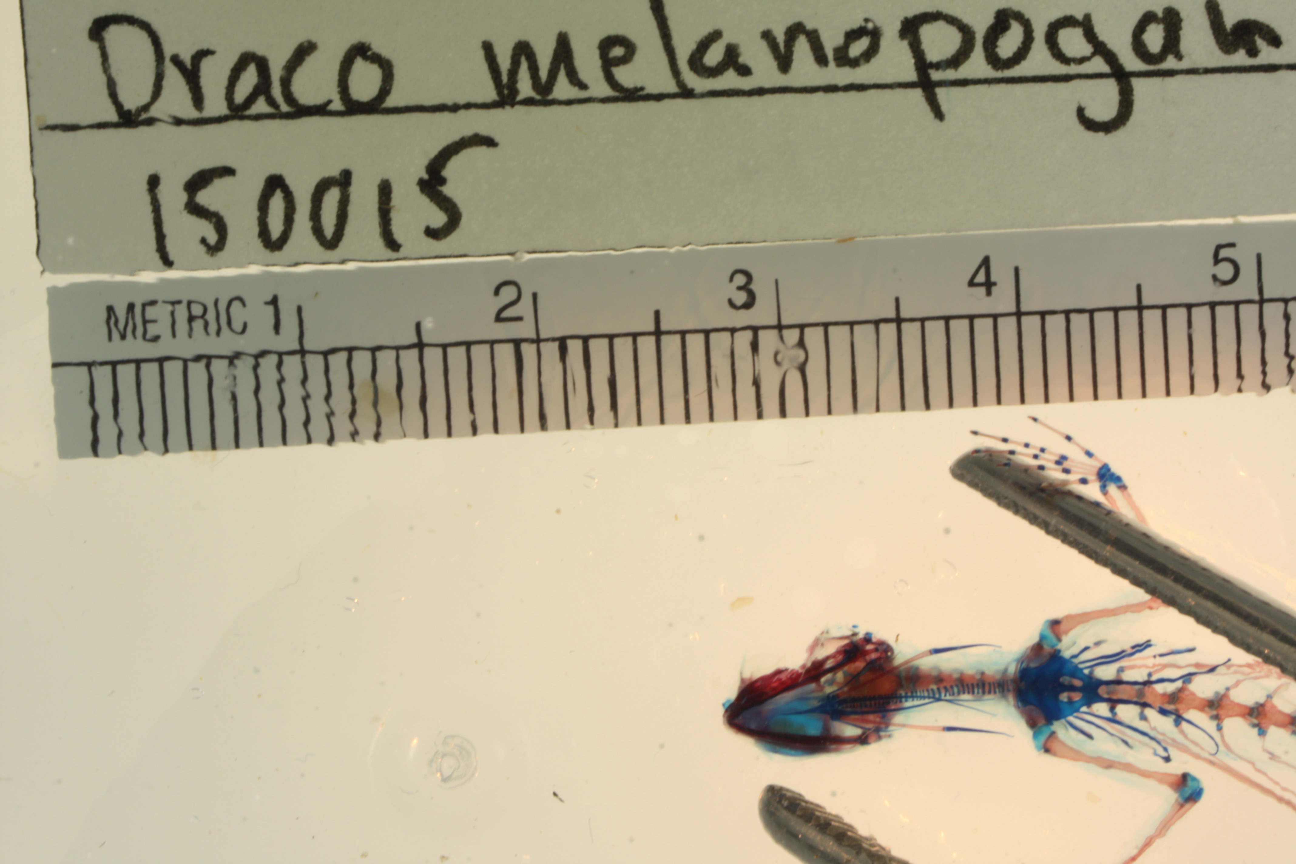 FMNH 150015 | Zoological Collections