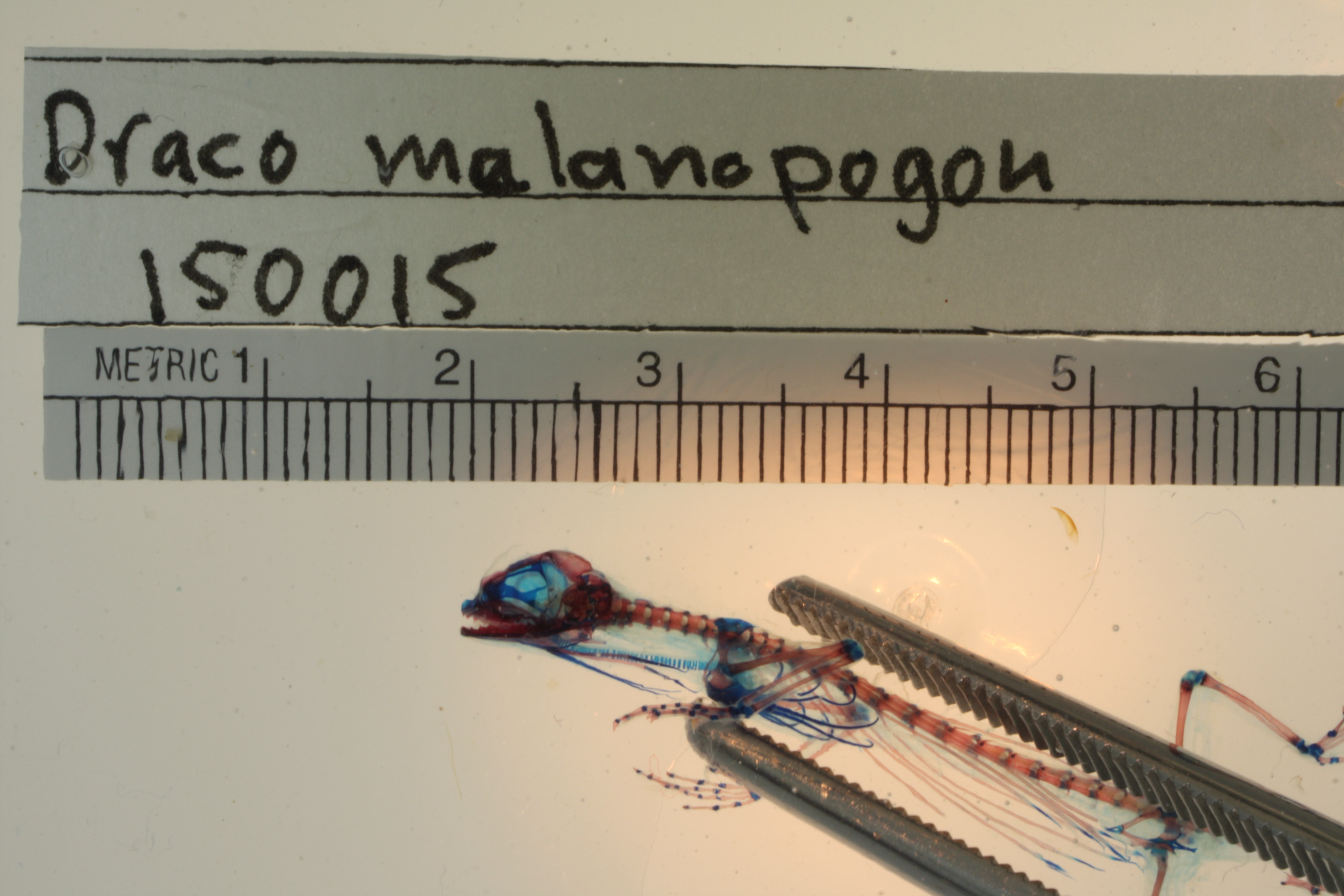 FMNH 150015 | Zoological Collections