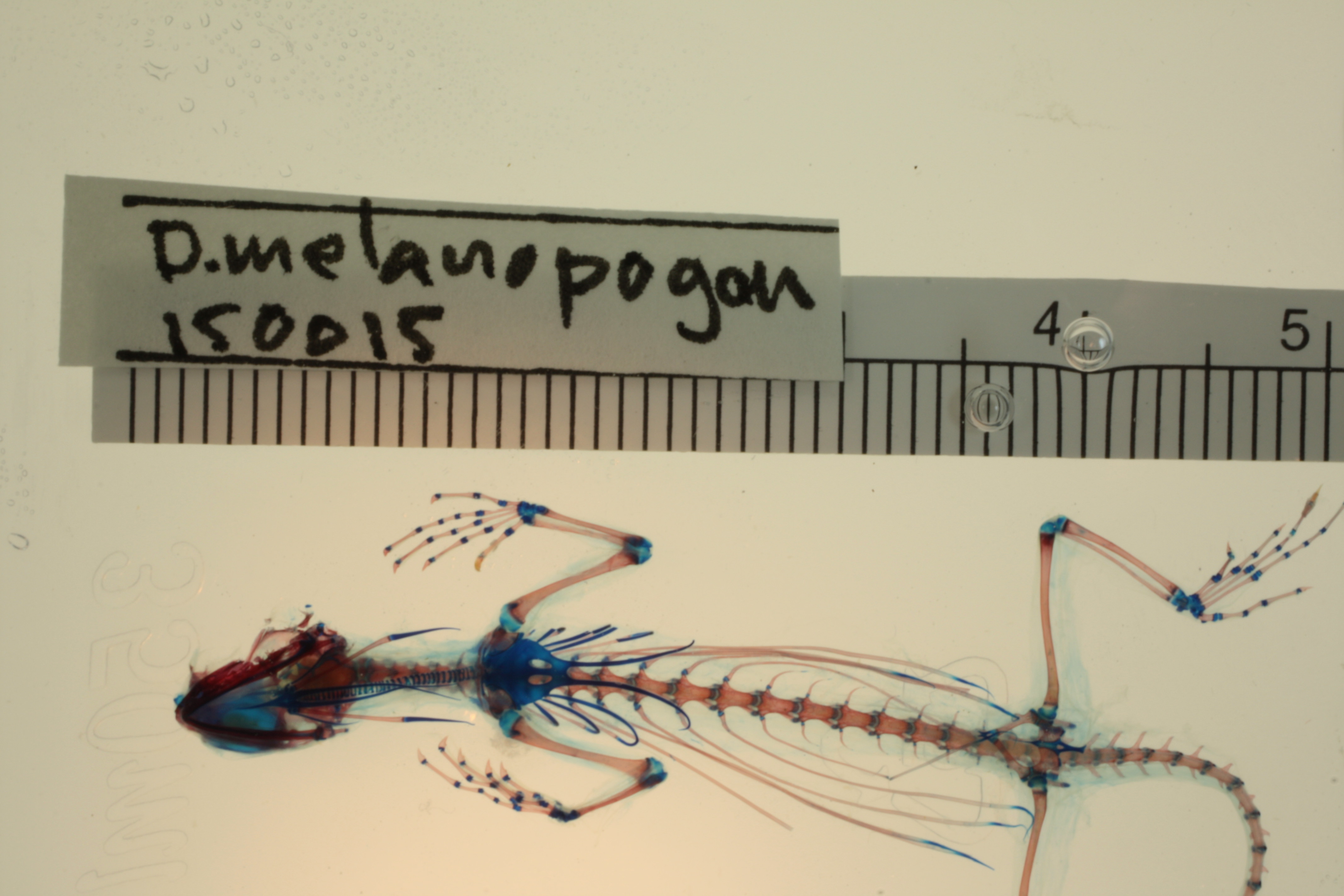 FMNH 150015 | Zoological Collections