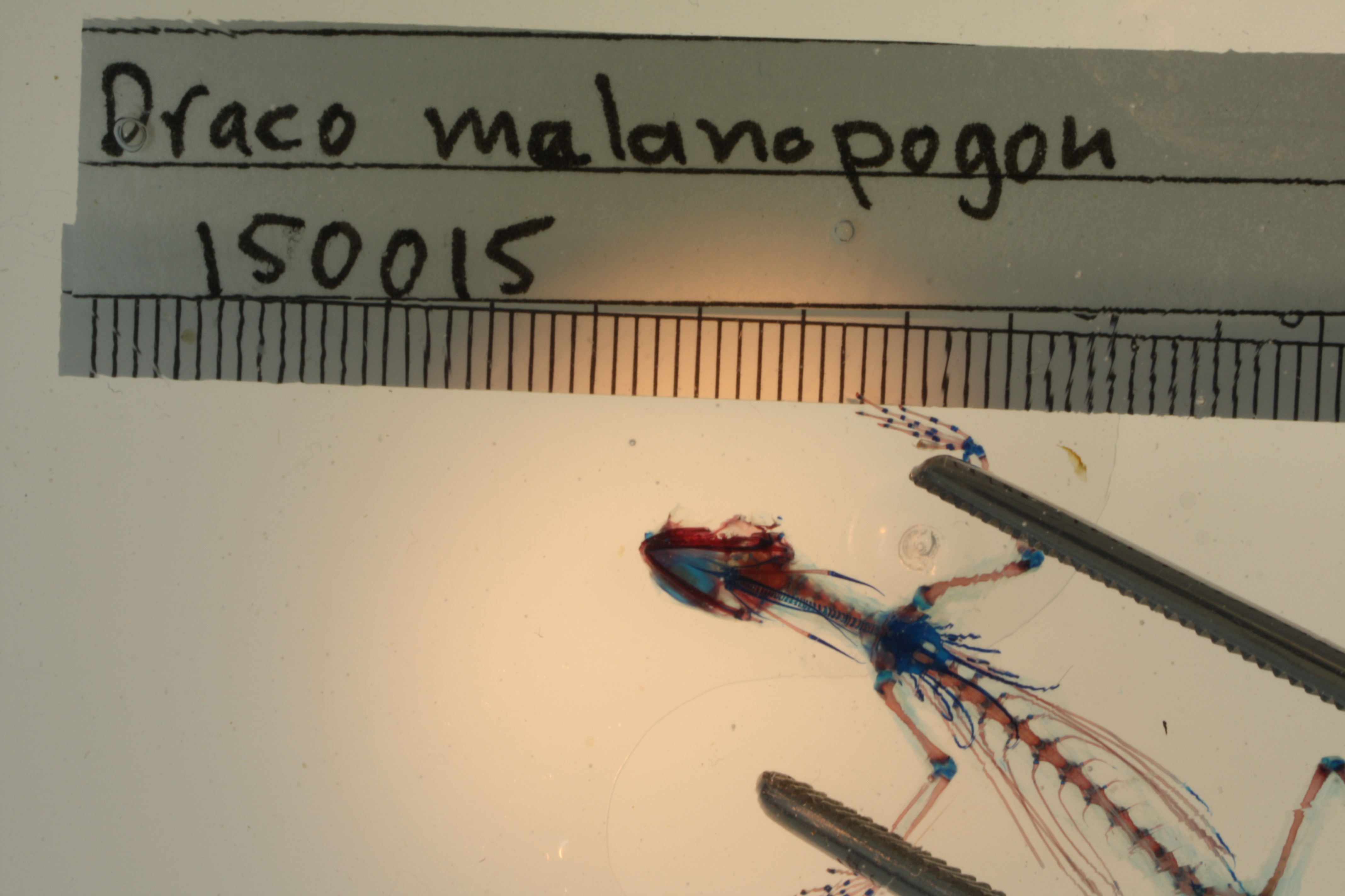 FMNH 150015 | Zoological Collections