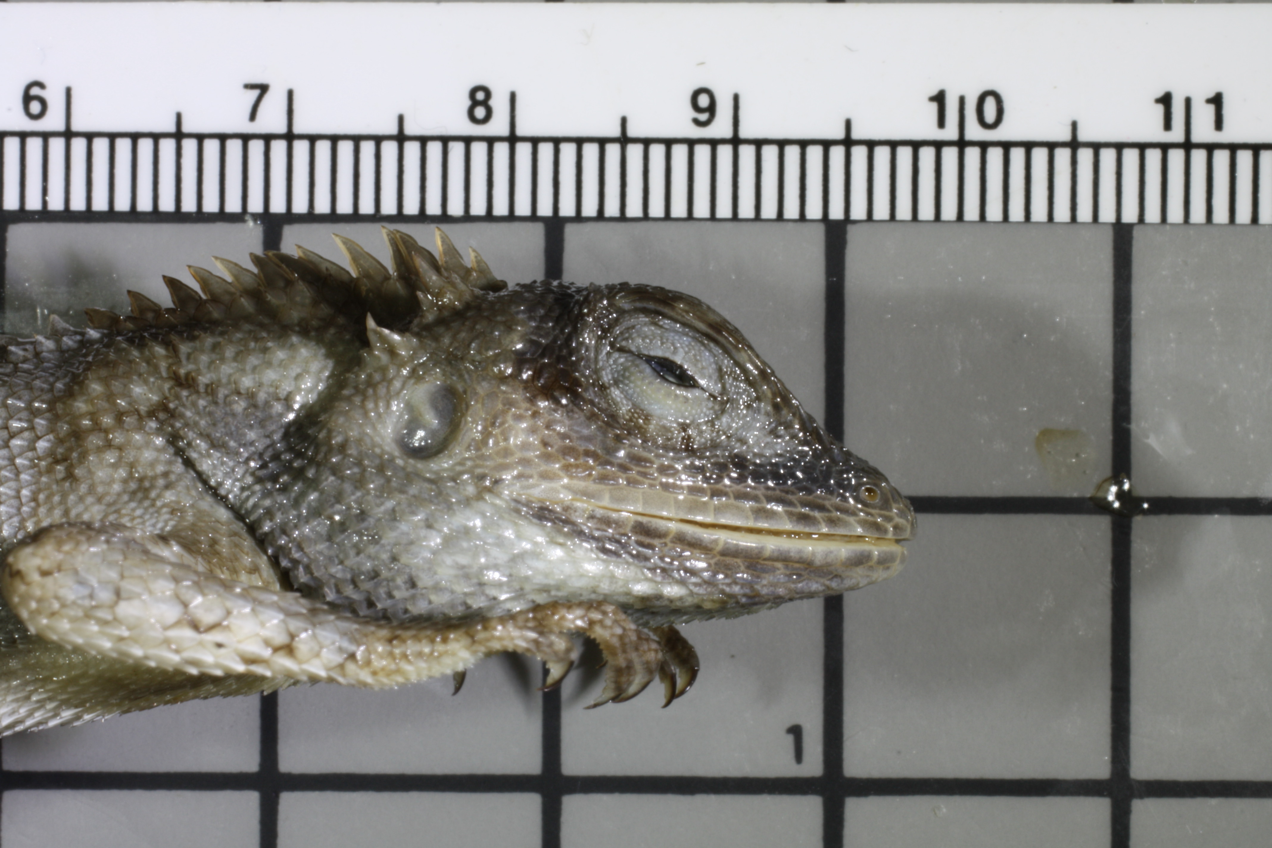 FMNH 262970 | Zoological Collections