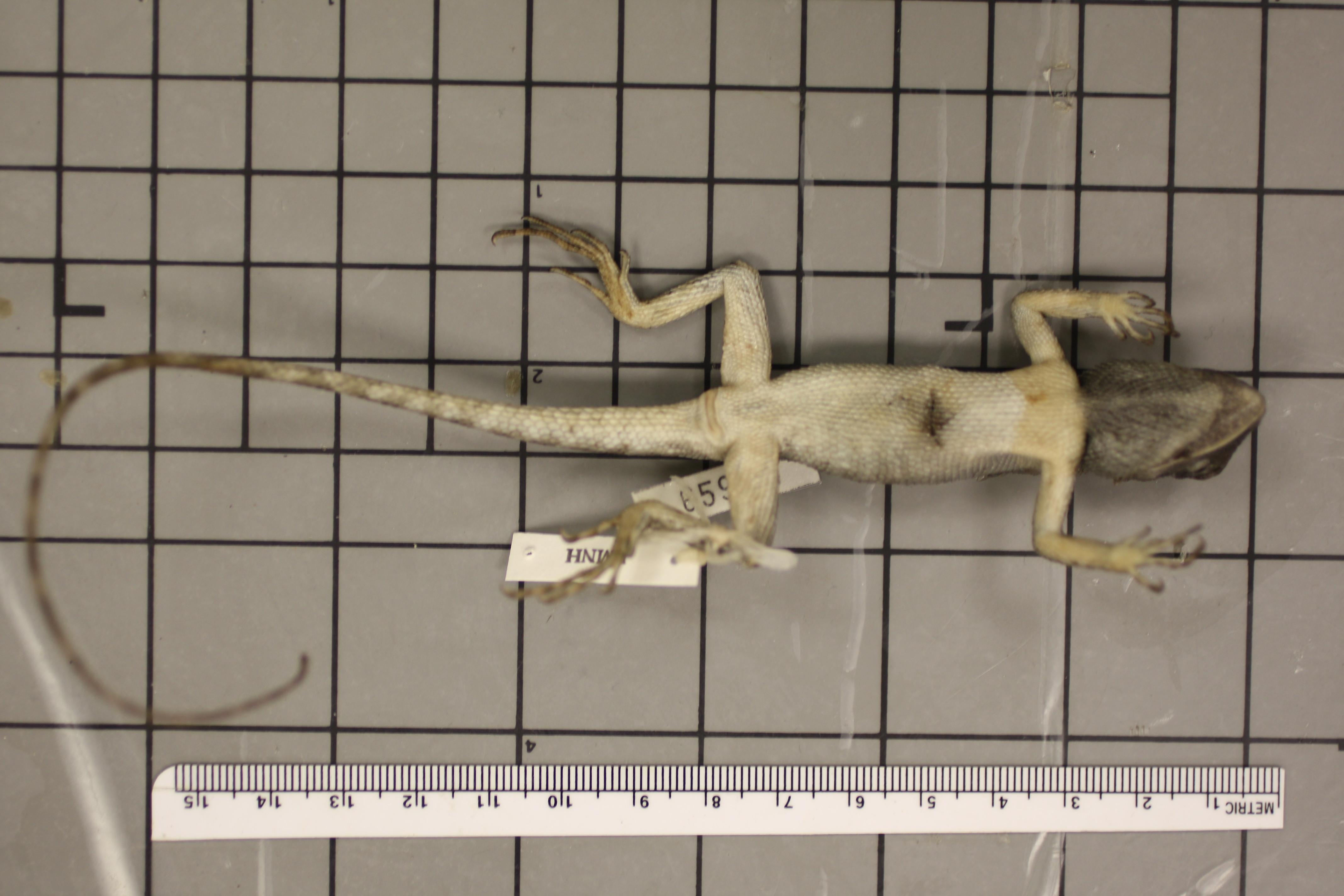 FMNH 262970 | Zoological Collections