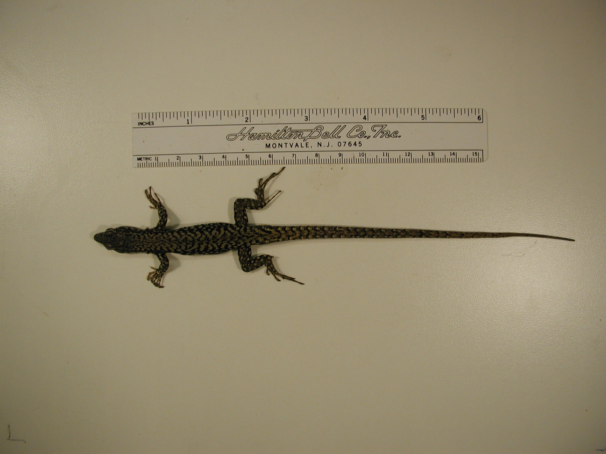 FMNH 266504 | Zoological Collections