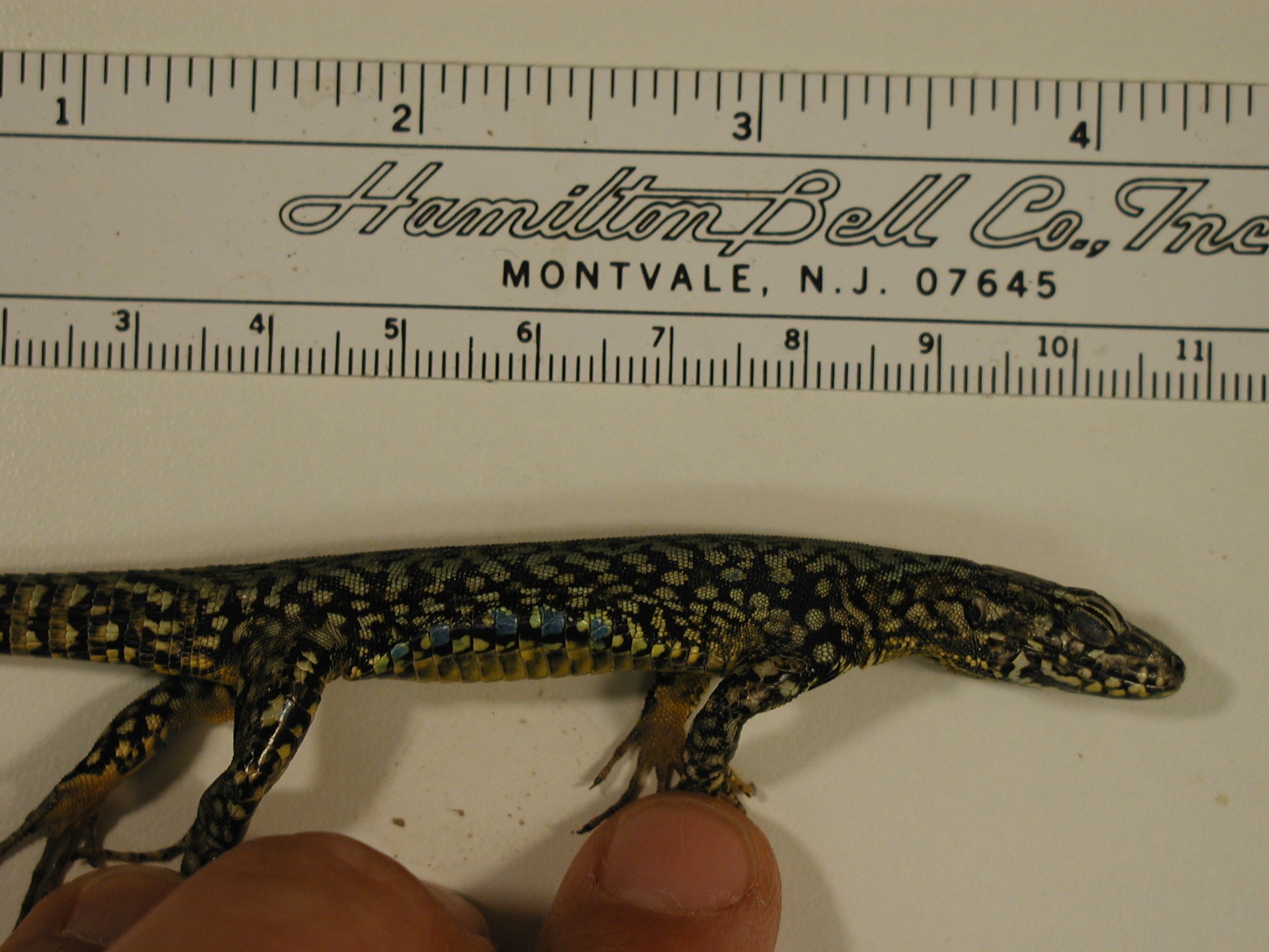 FMNH 266504 | Zoological Collections