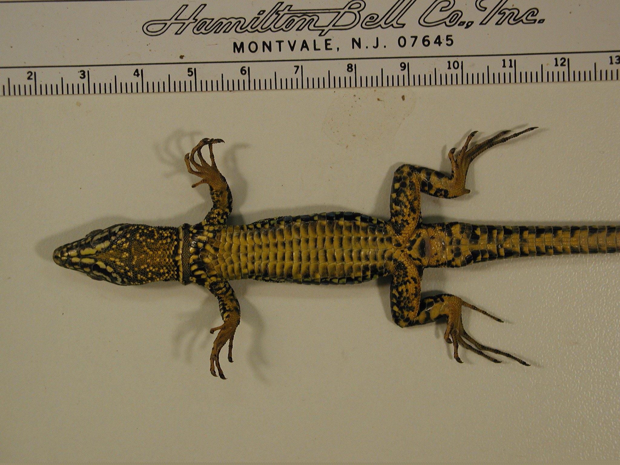 FMNH 266504 | Zoological Collections