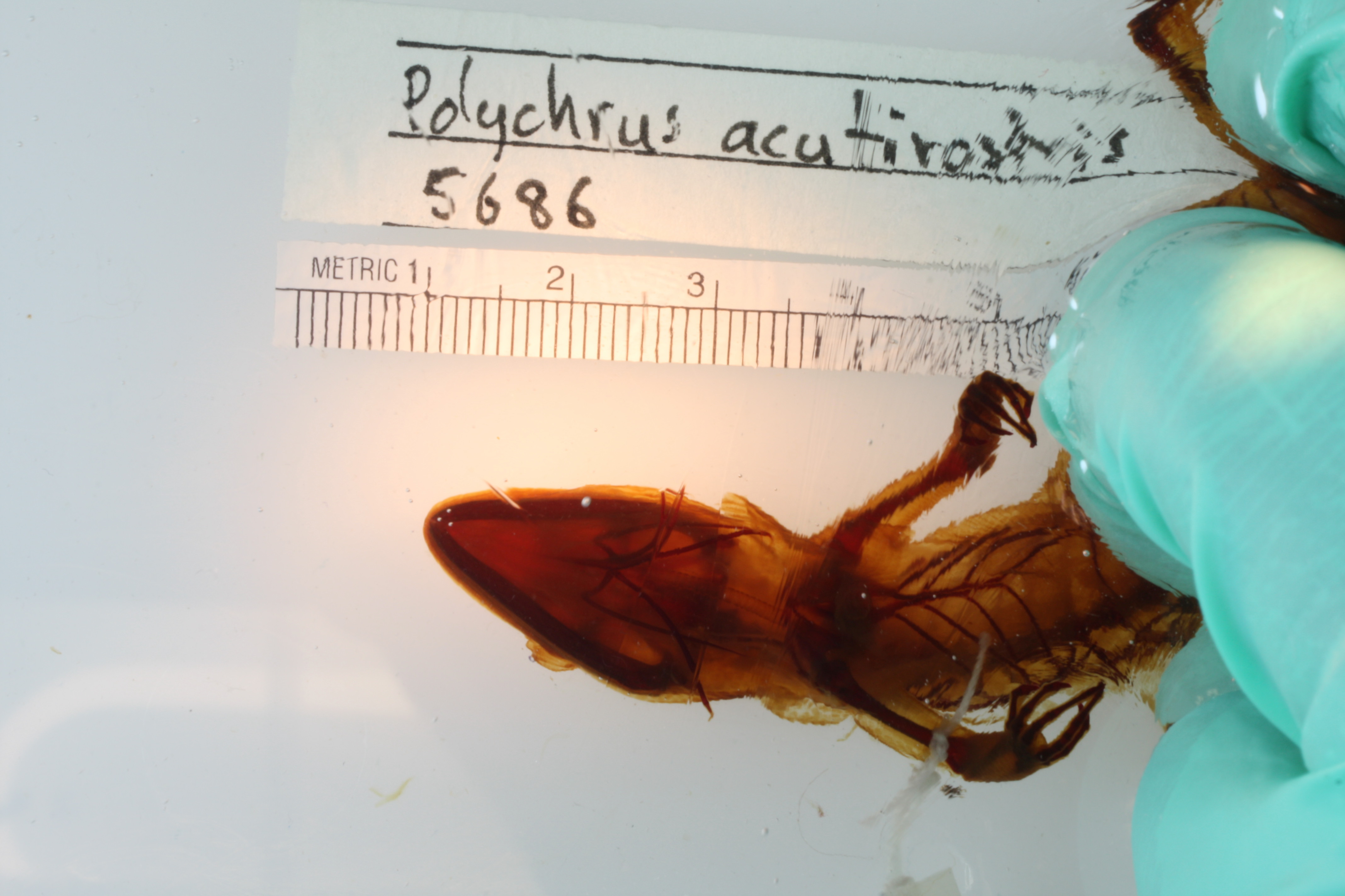 FMNH 5686 | Zoological Collections