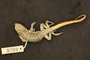 FMNH 5759 | Zoological Collections