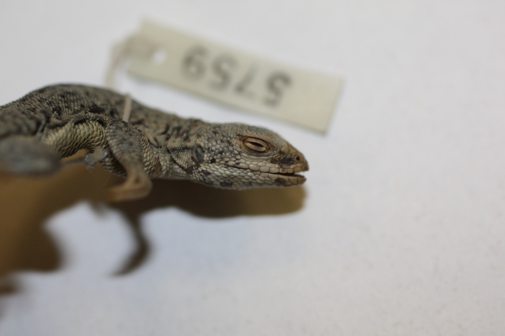 FMNH 5759 | Zoological Collections
