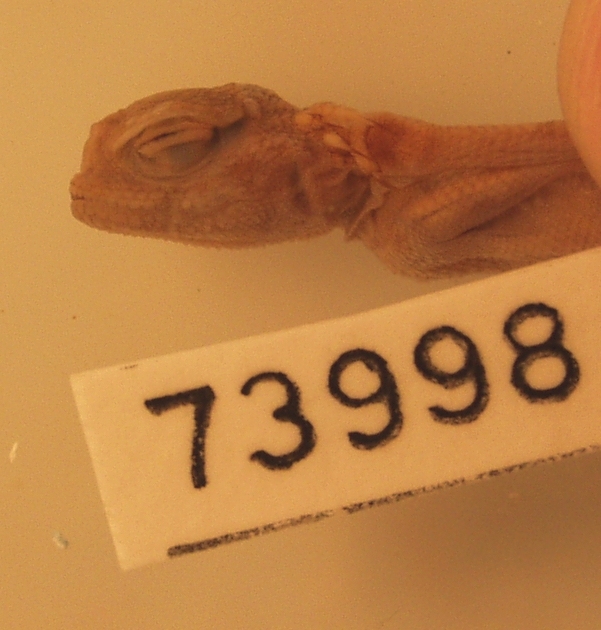 FMNH 73998 | Zoological Collections