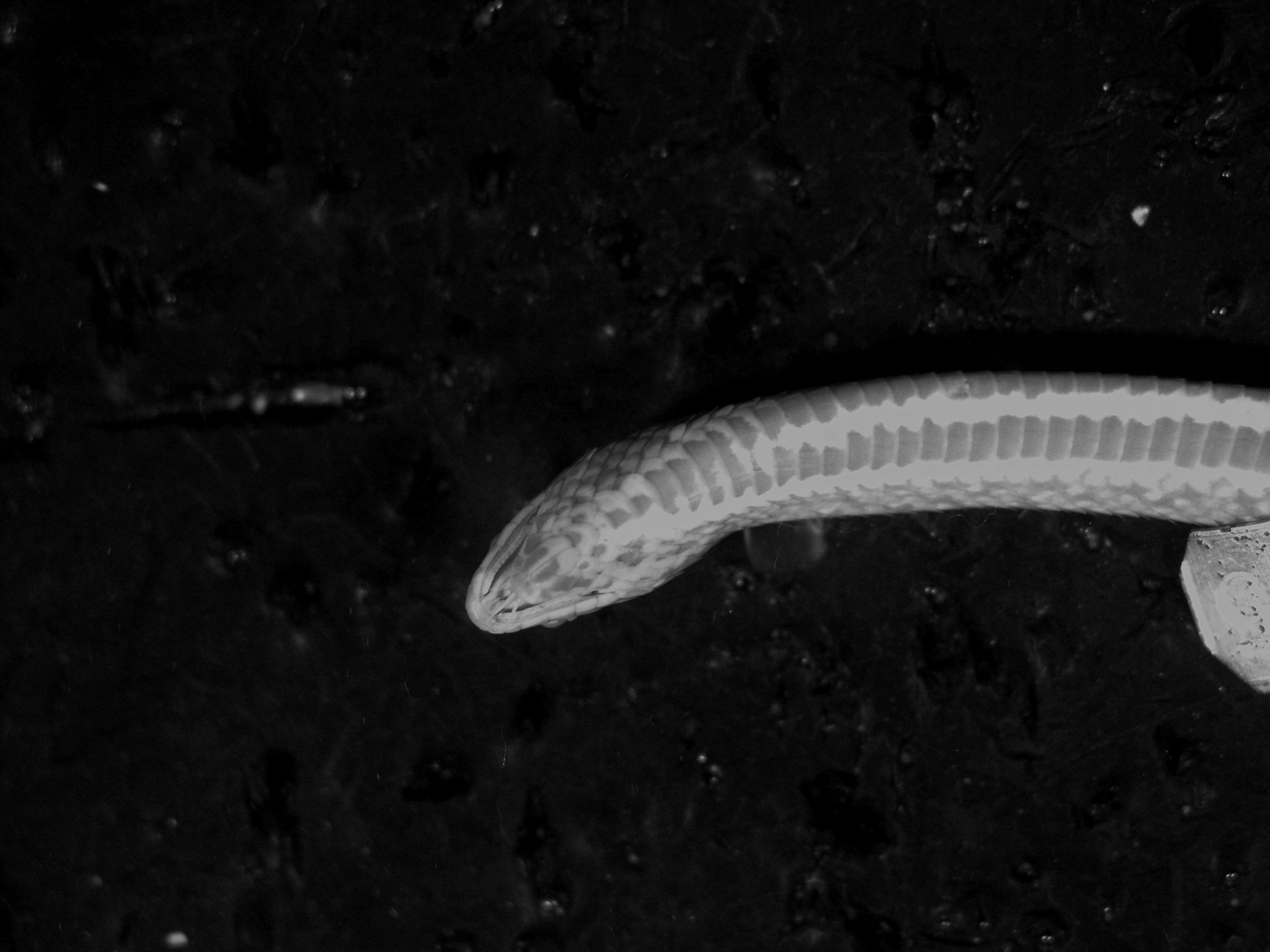 FMNH 109862 | Zoological Collections