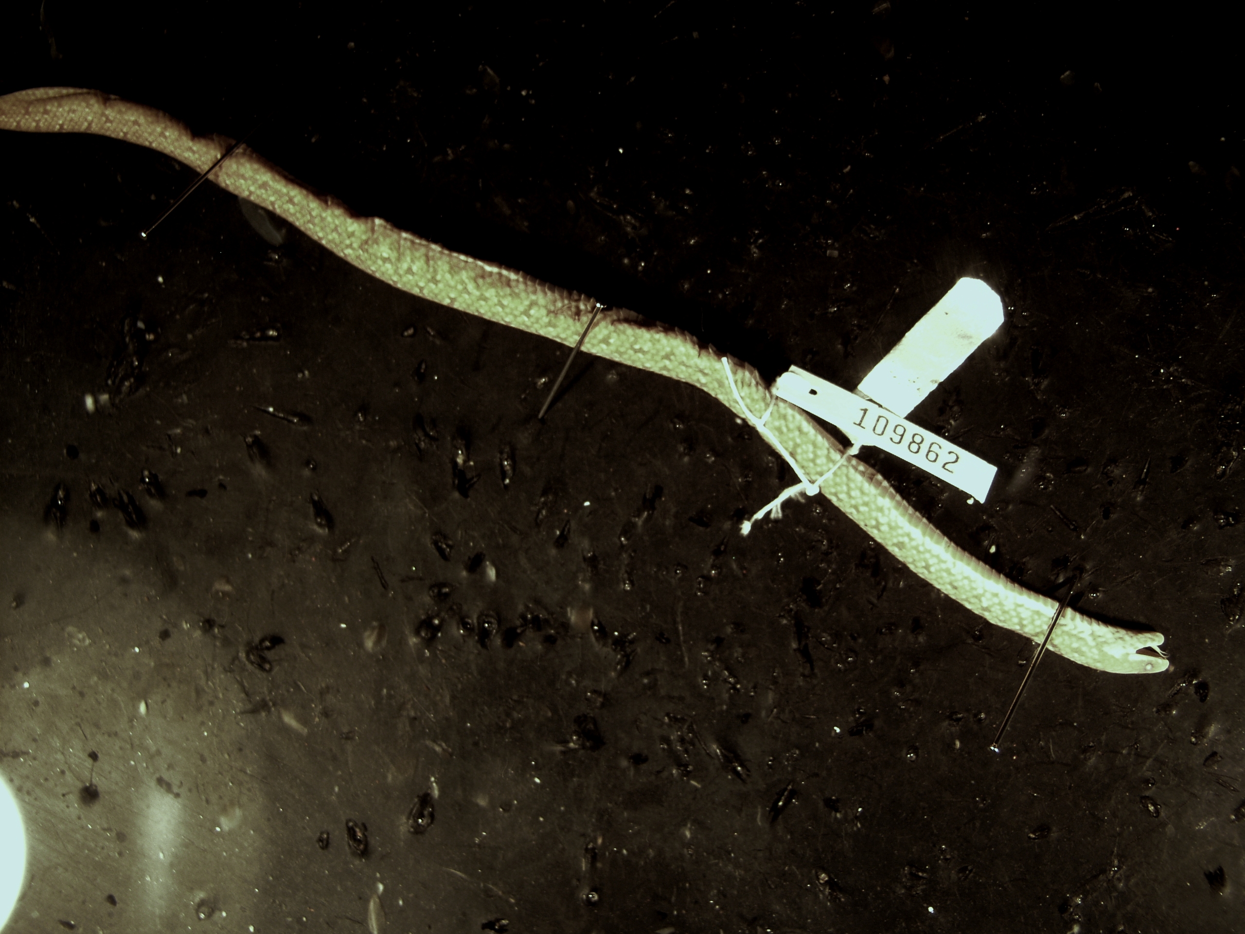 FMNH 109862 | Zoological Collections