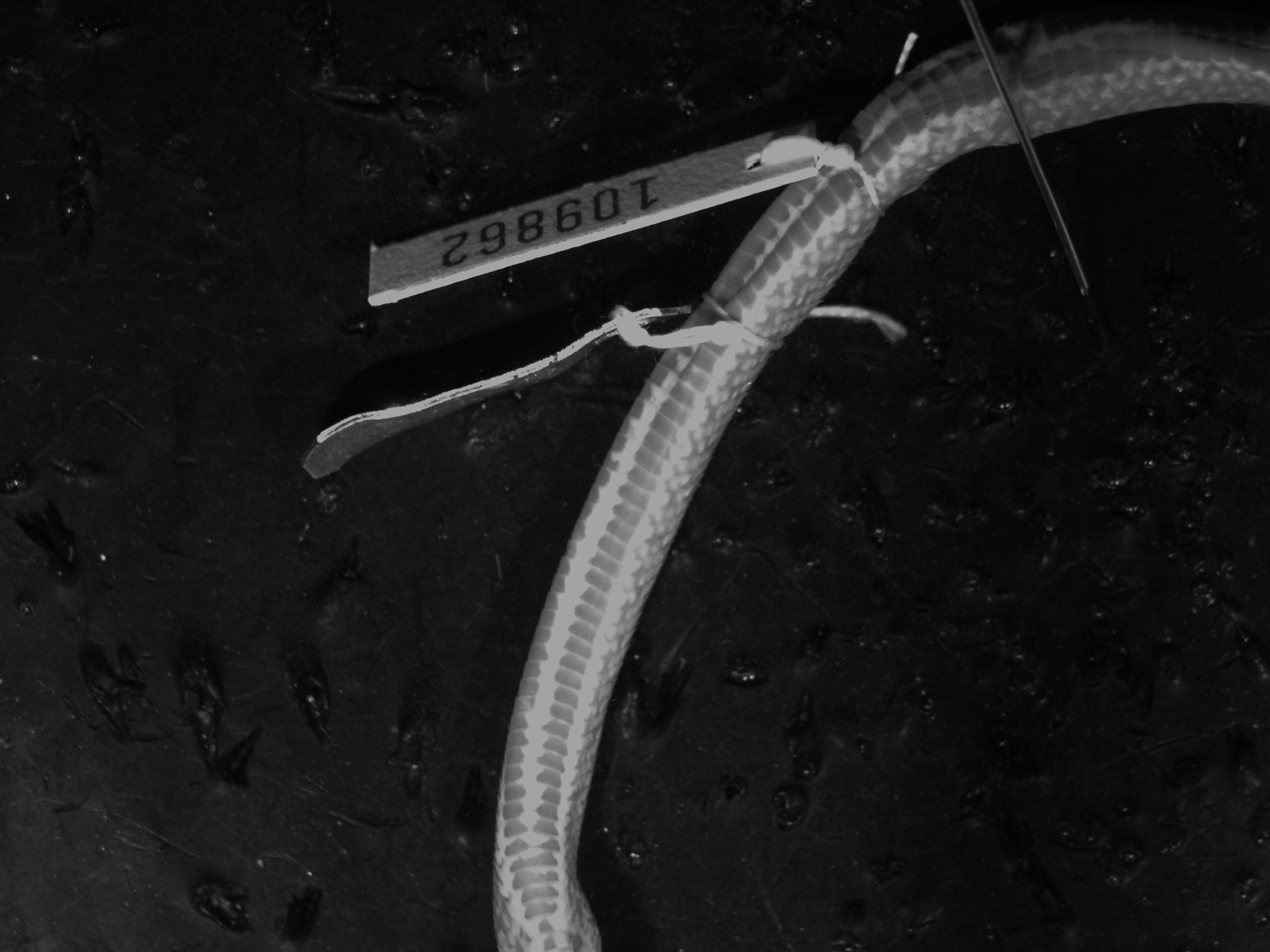 FMNH 109862 | Zoological Collections