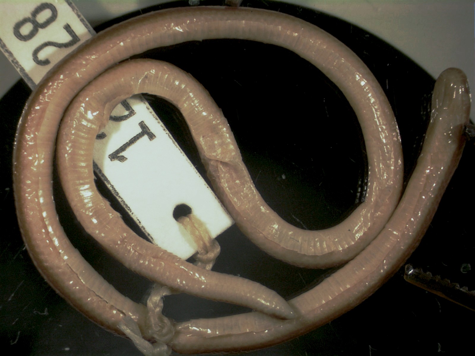 FMNH 121828 | Zoological Collections