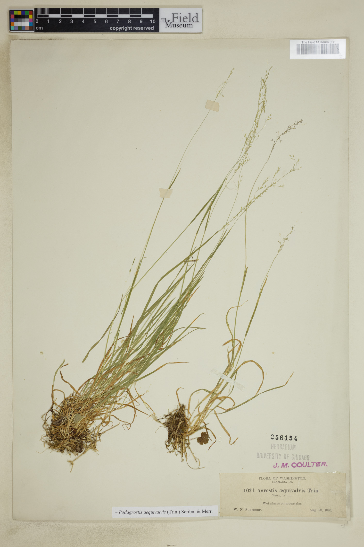 W. N. Suksdorf | Botanical Collections