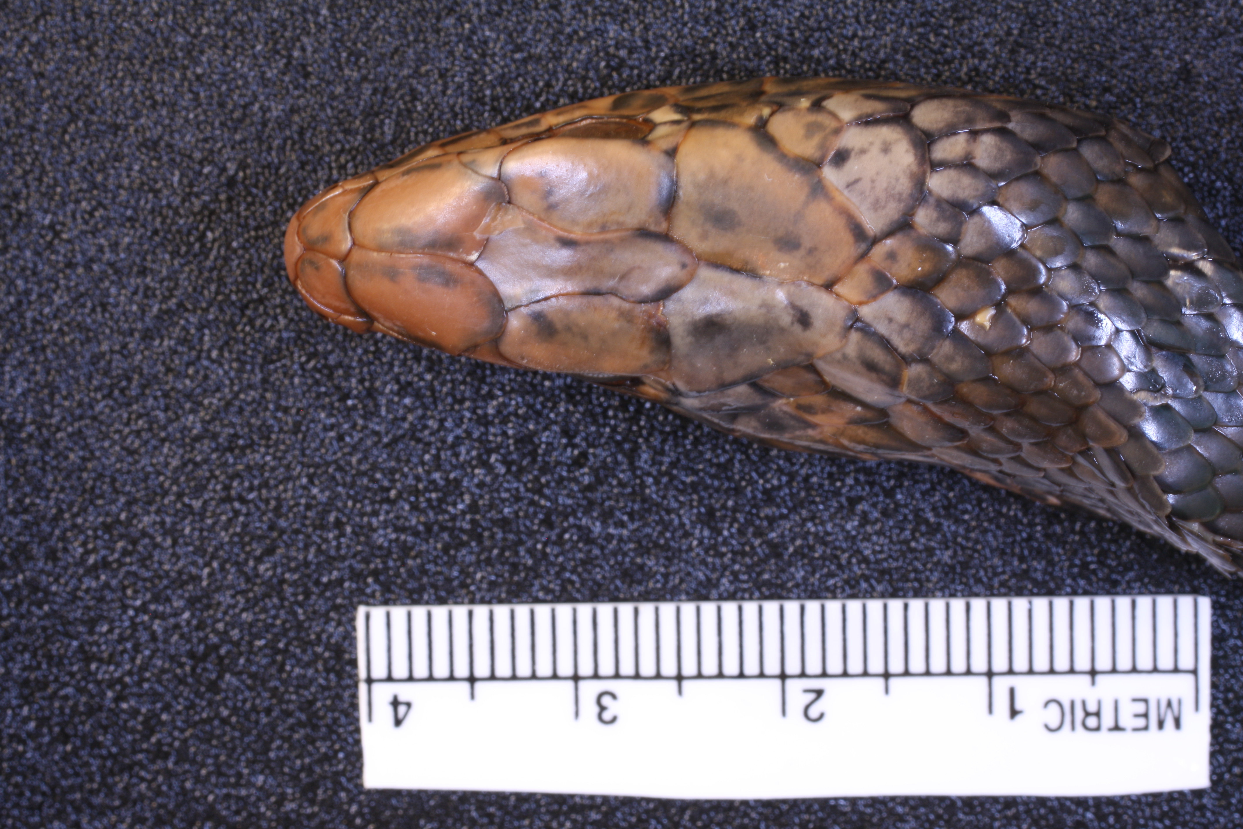 FMNH 134643 | Zoological Collections