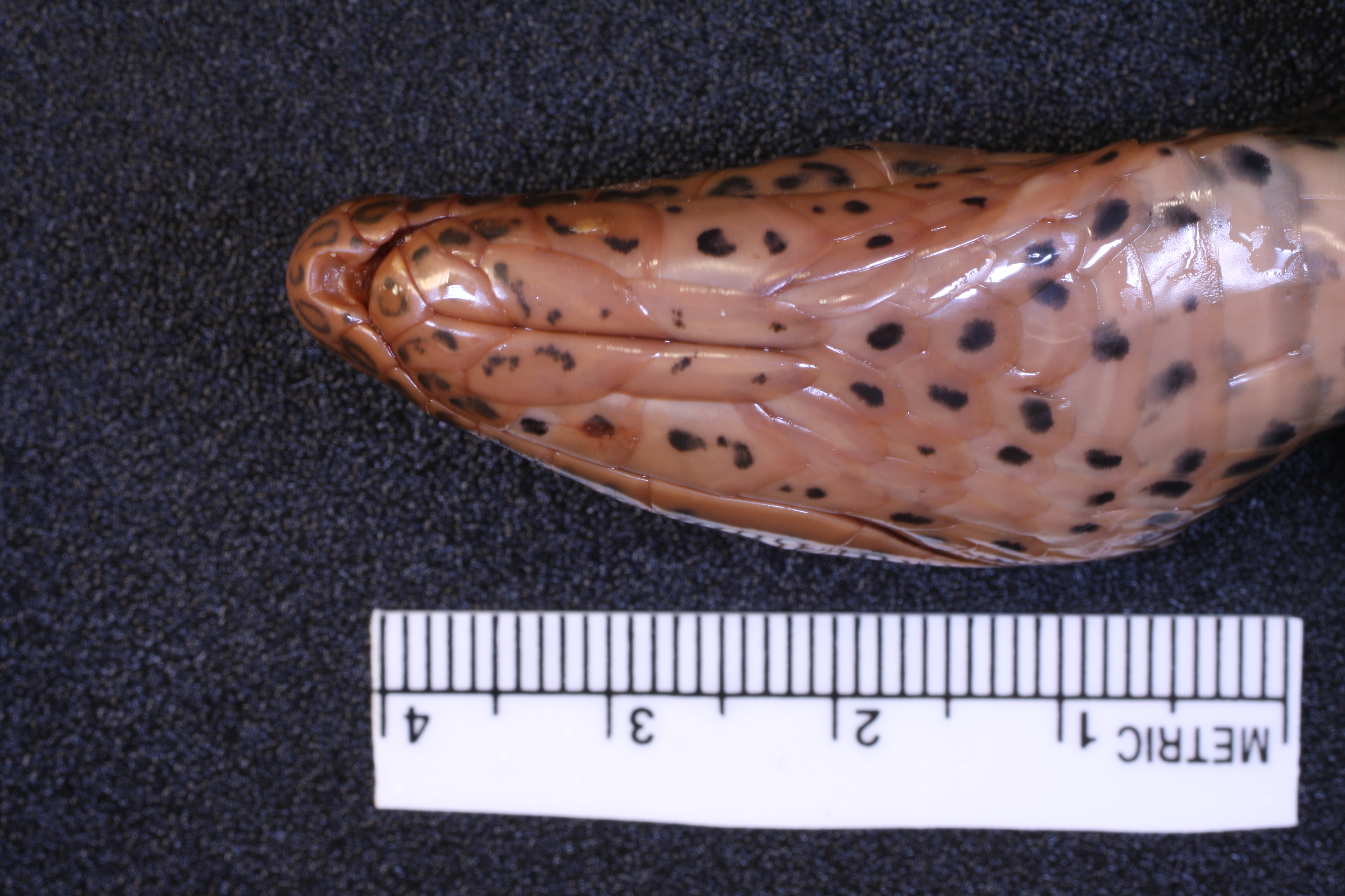 FMNH 134643 | Zoological Collections