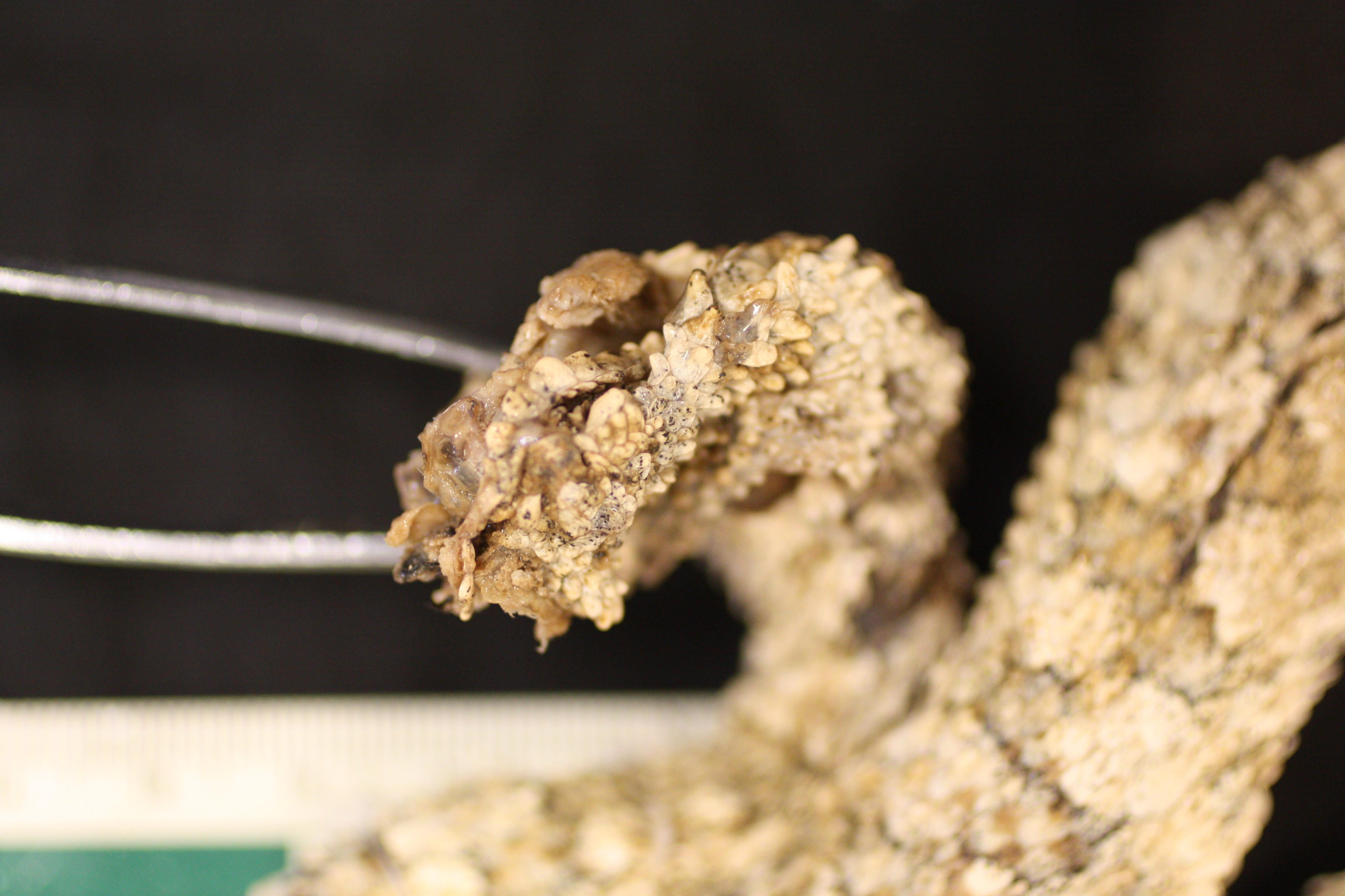 FMNH 170929 | Zoological Collections