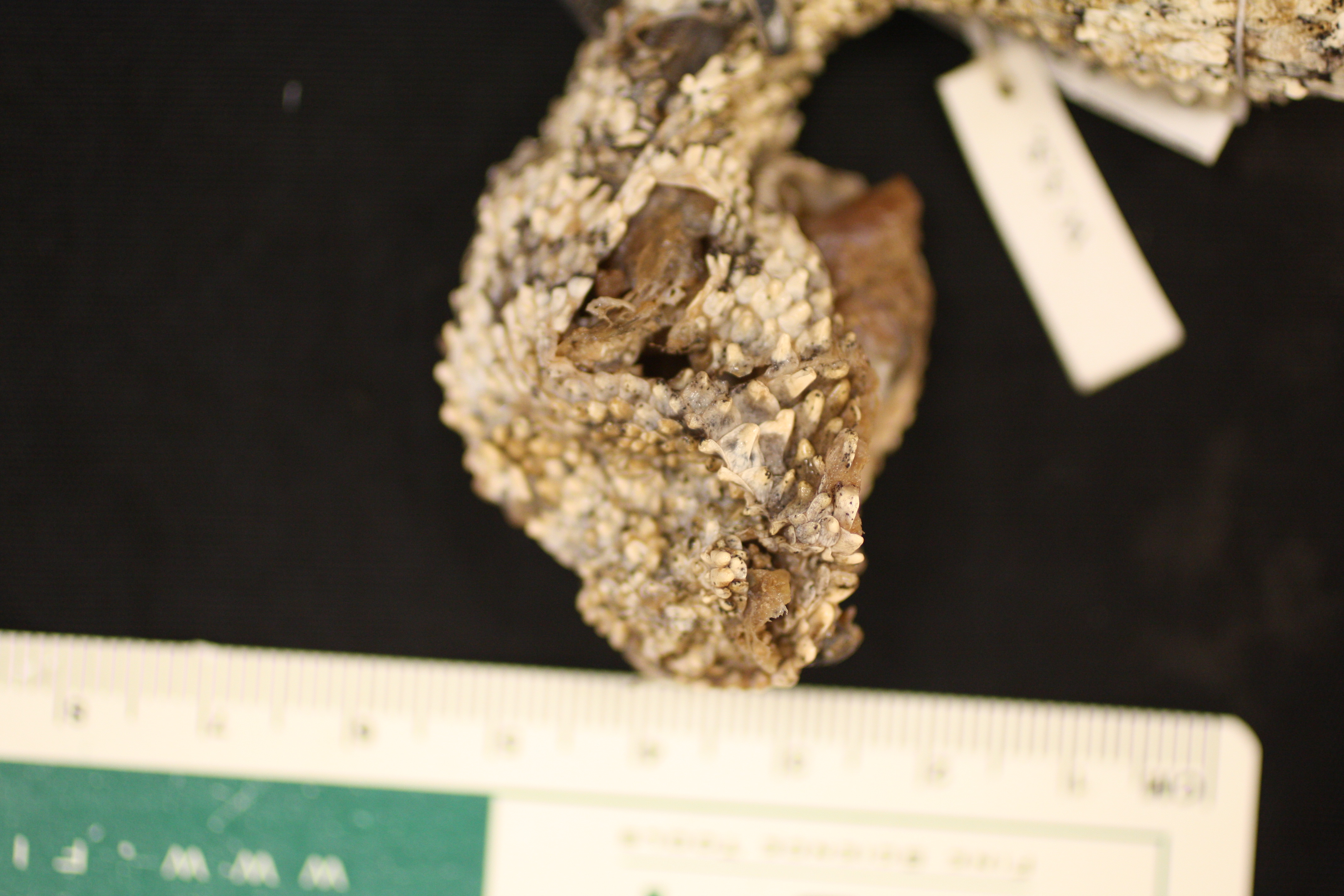 FMNH 170929 | Zoological Collections