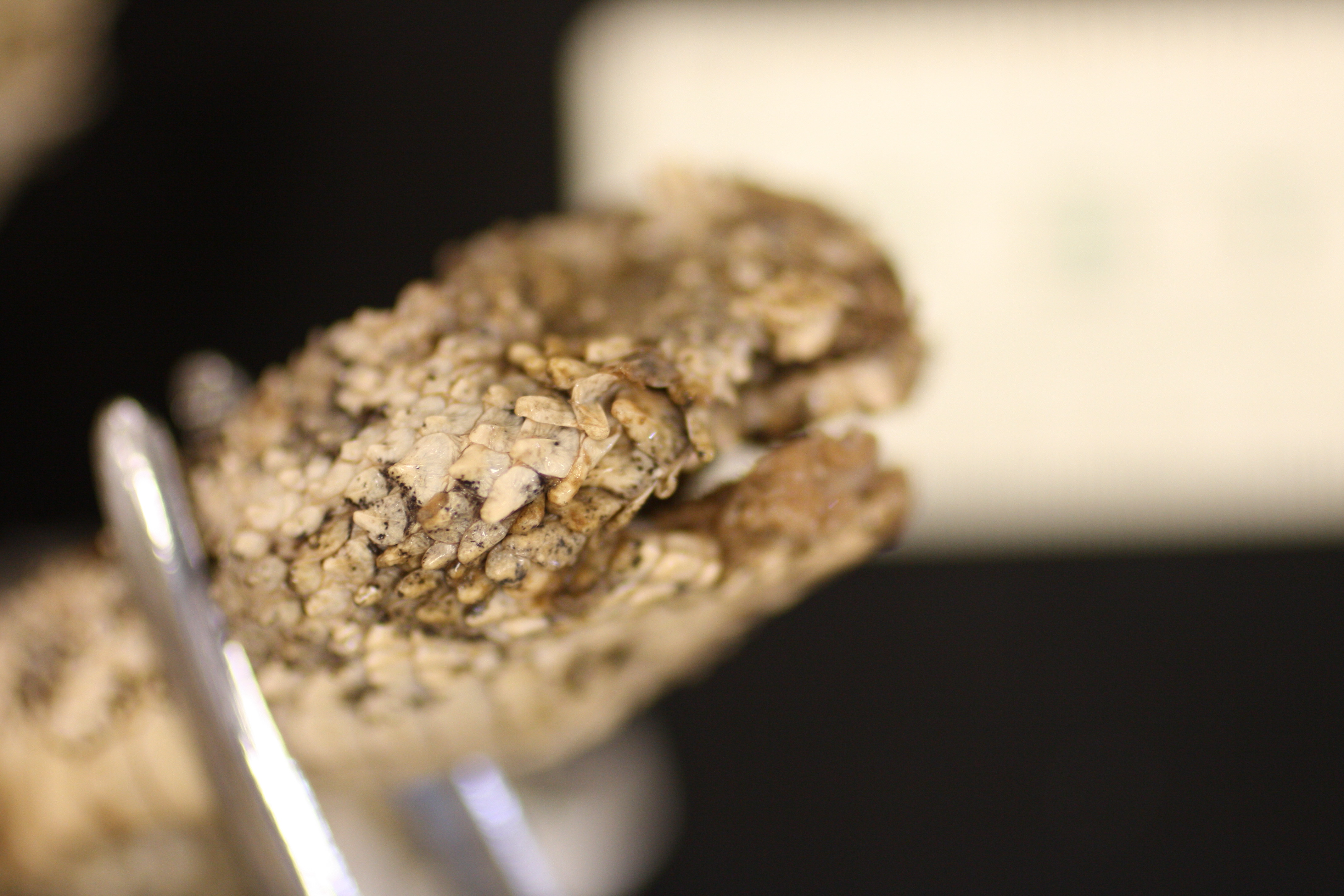 FMNH 170929 | Zoological Collections